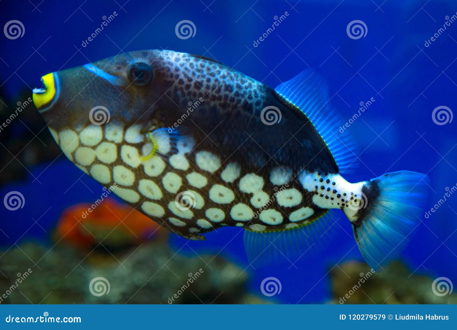 Clown Triggerfish, Spotted Triggerfish Swims in the Aquarium Stock ...