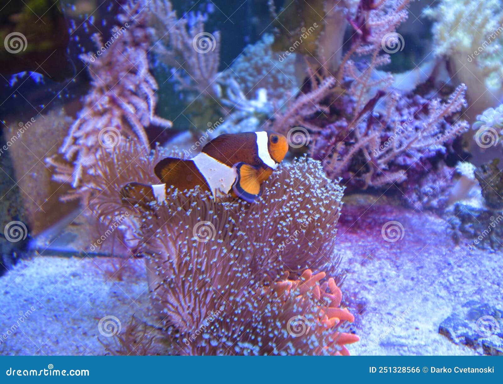 Clownfisch, Der Sich in Farbenfrohen Anemonen Versteckt Stockfoto ... Clownfisch, Der Sich in Farbenfrohen Anemonen Versteckt Stockfoto ...