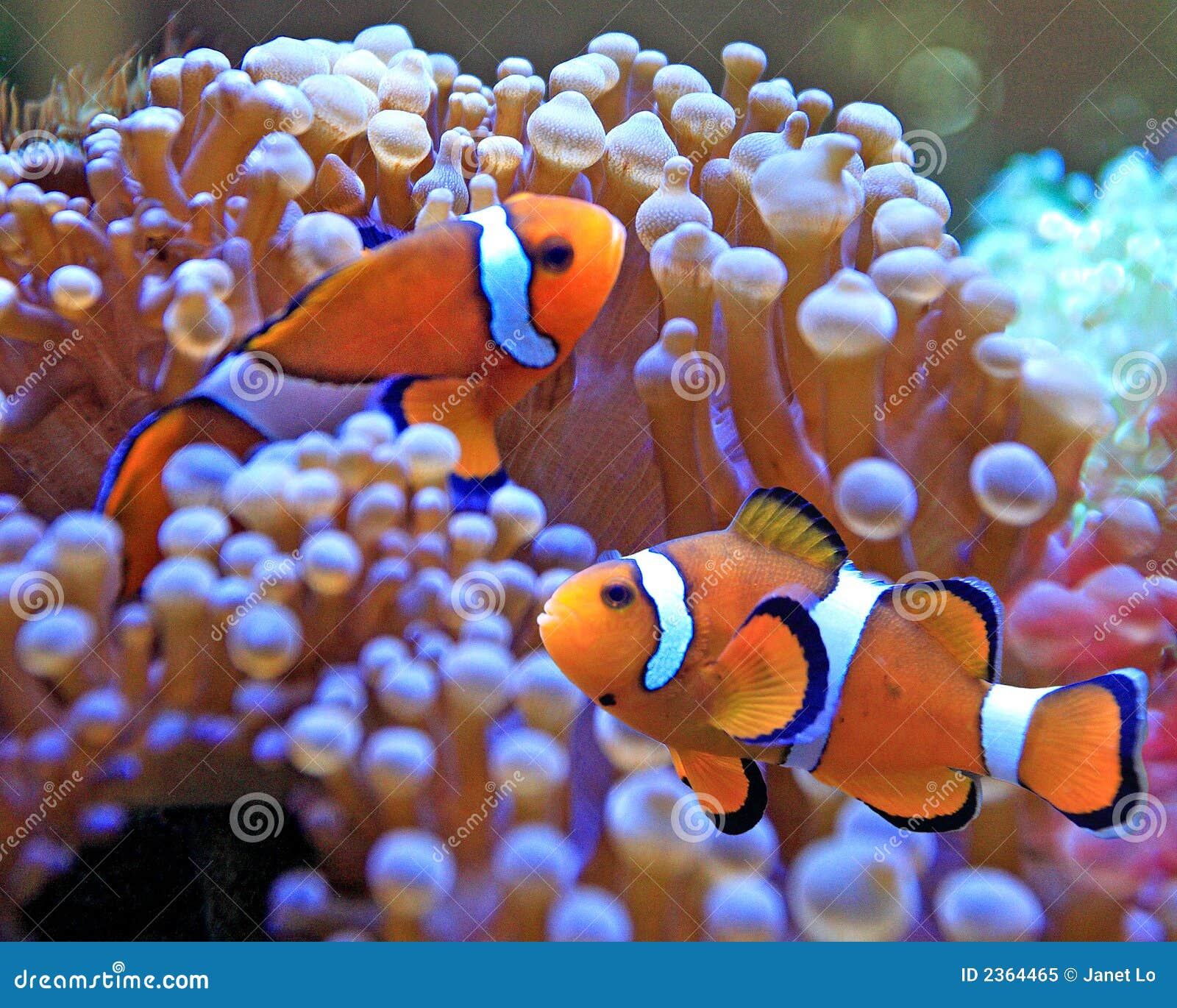 Clownfische stockbild. Bild von weich, clown, zwei, fische - 2364465
