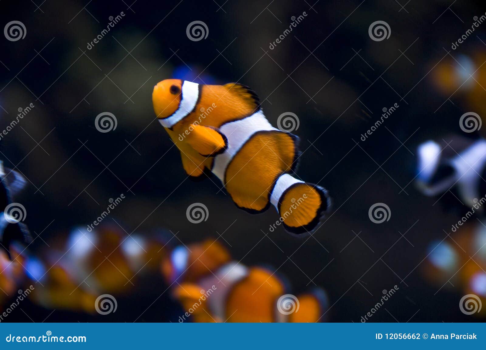 Clownfish stock photo. Image of water, striped, nemo - 12056662