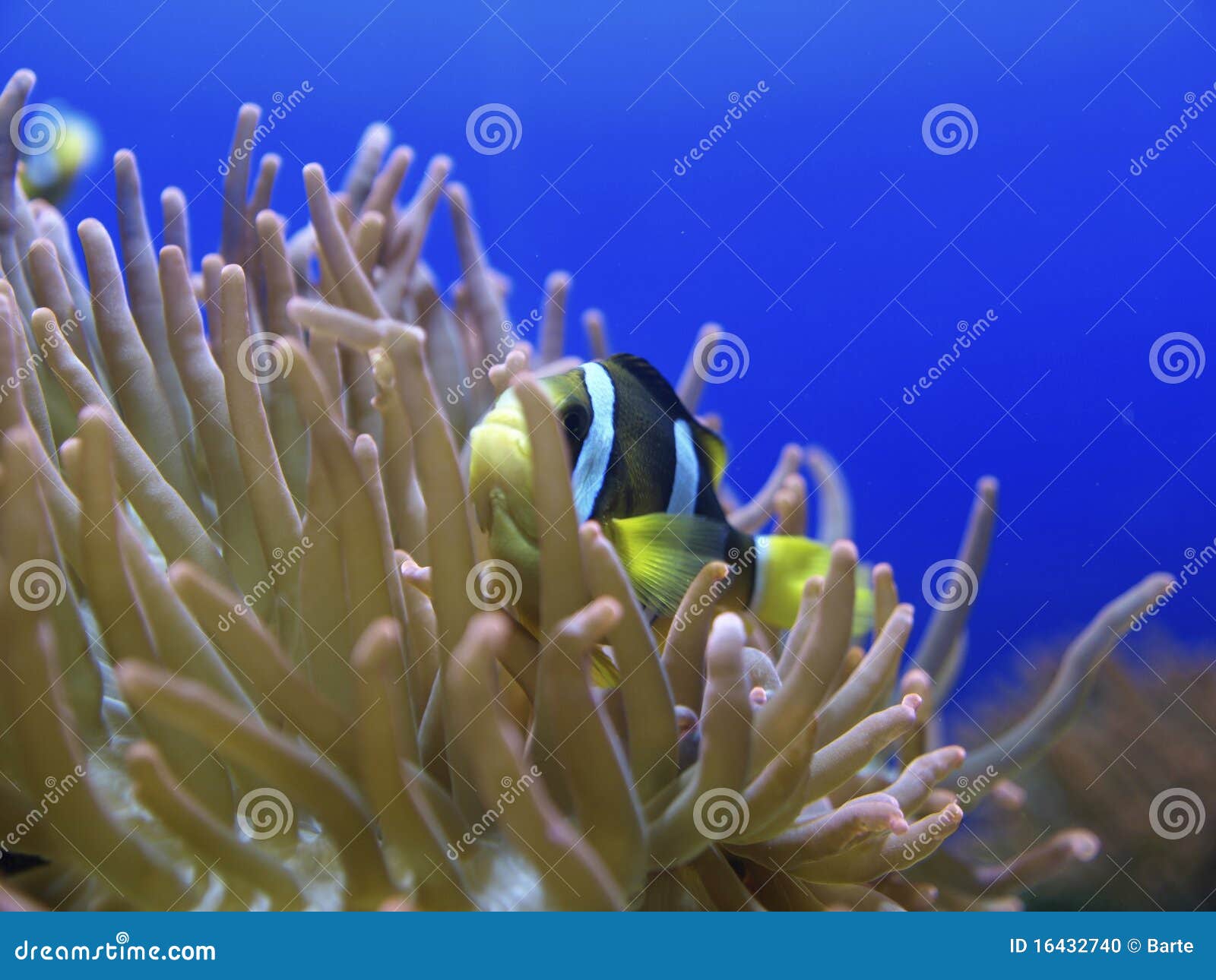 Clownfish stock photo. Image of underwater, sealife, dive - 16432740