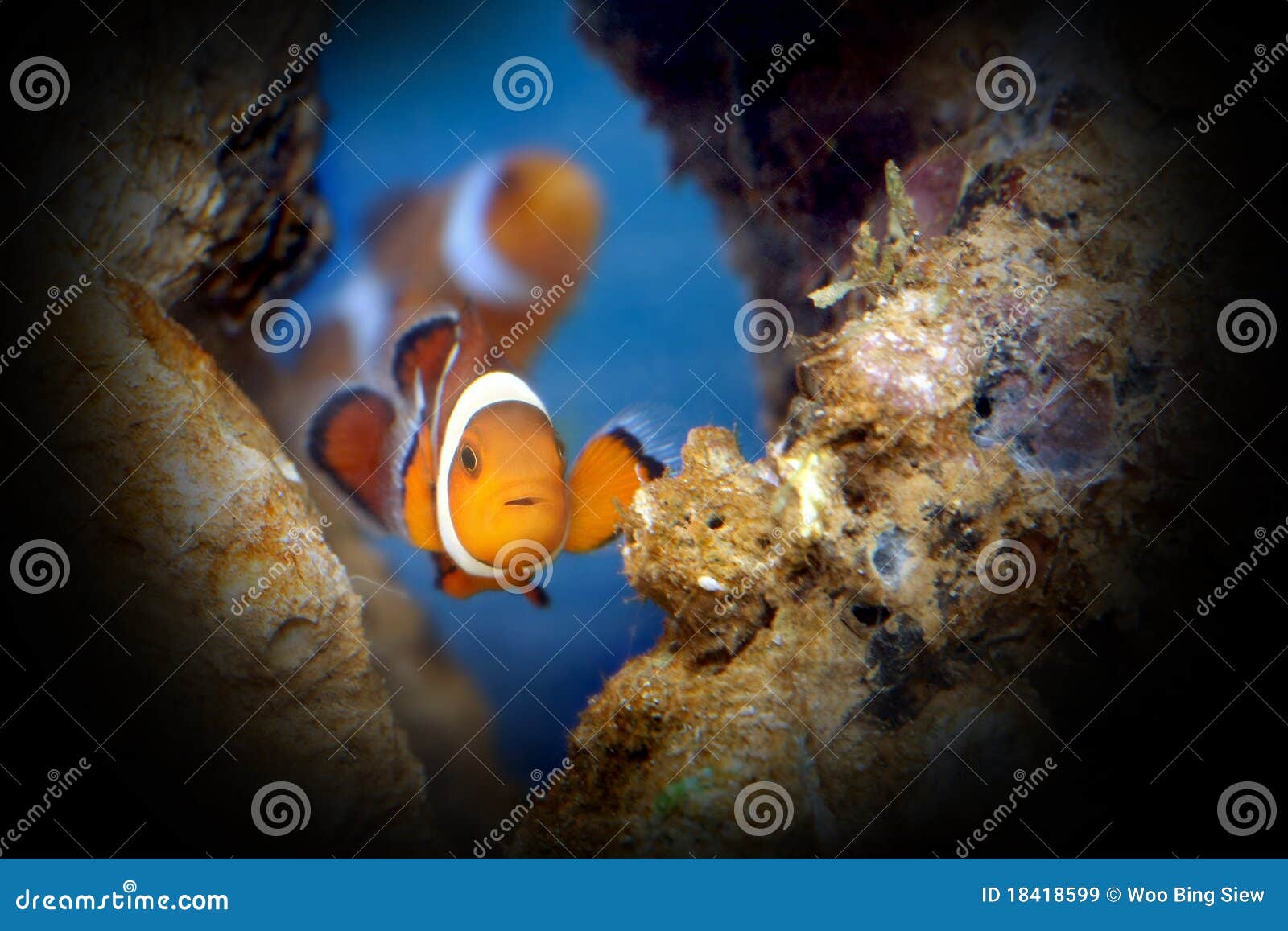 Clownfish stock image. Image of aquarium, life, looking - 18418599