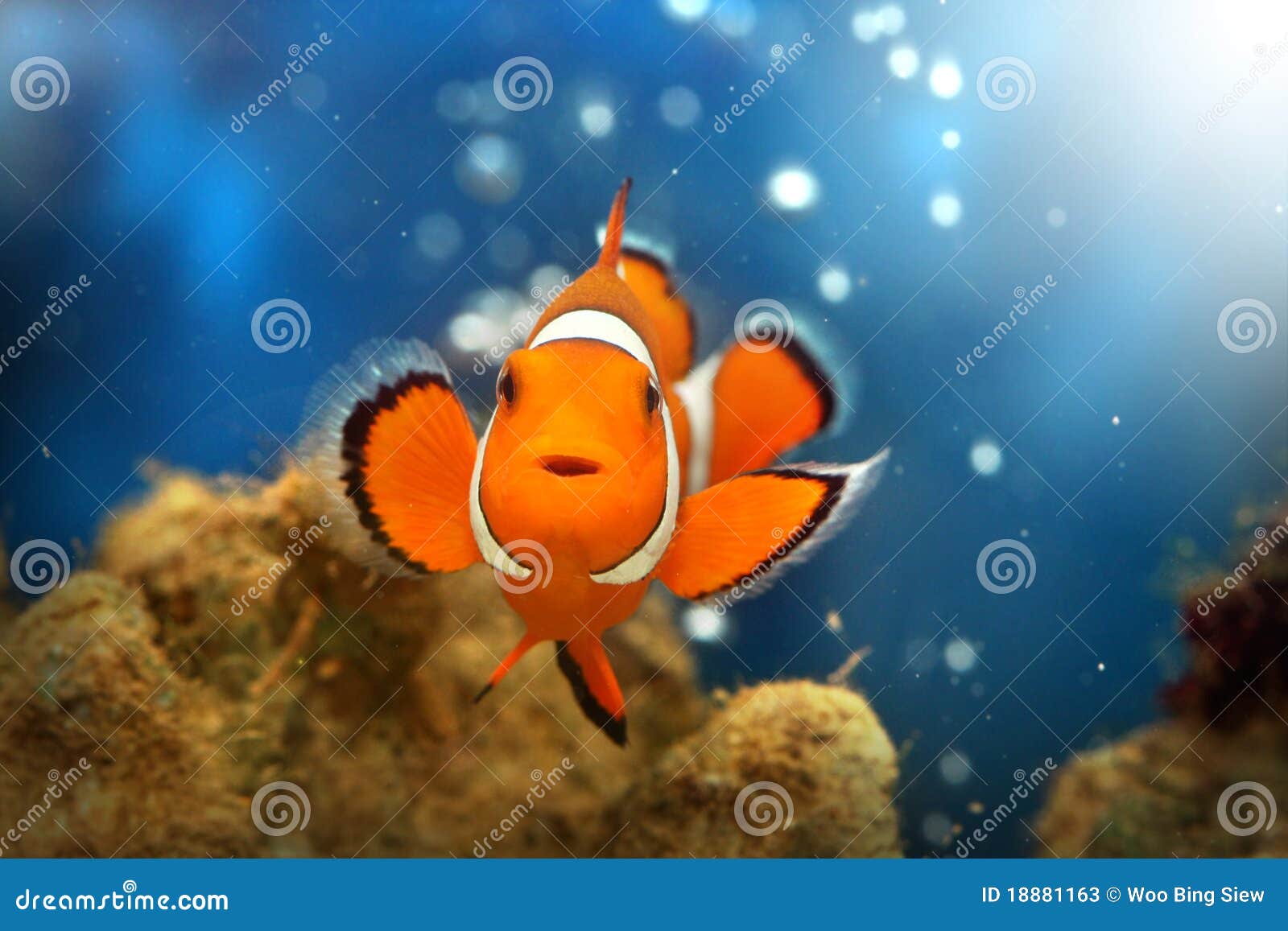 Clownfish stock image. Image of station, dark, fish, swimming - 18881163