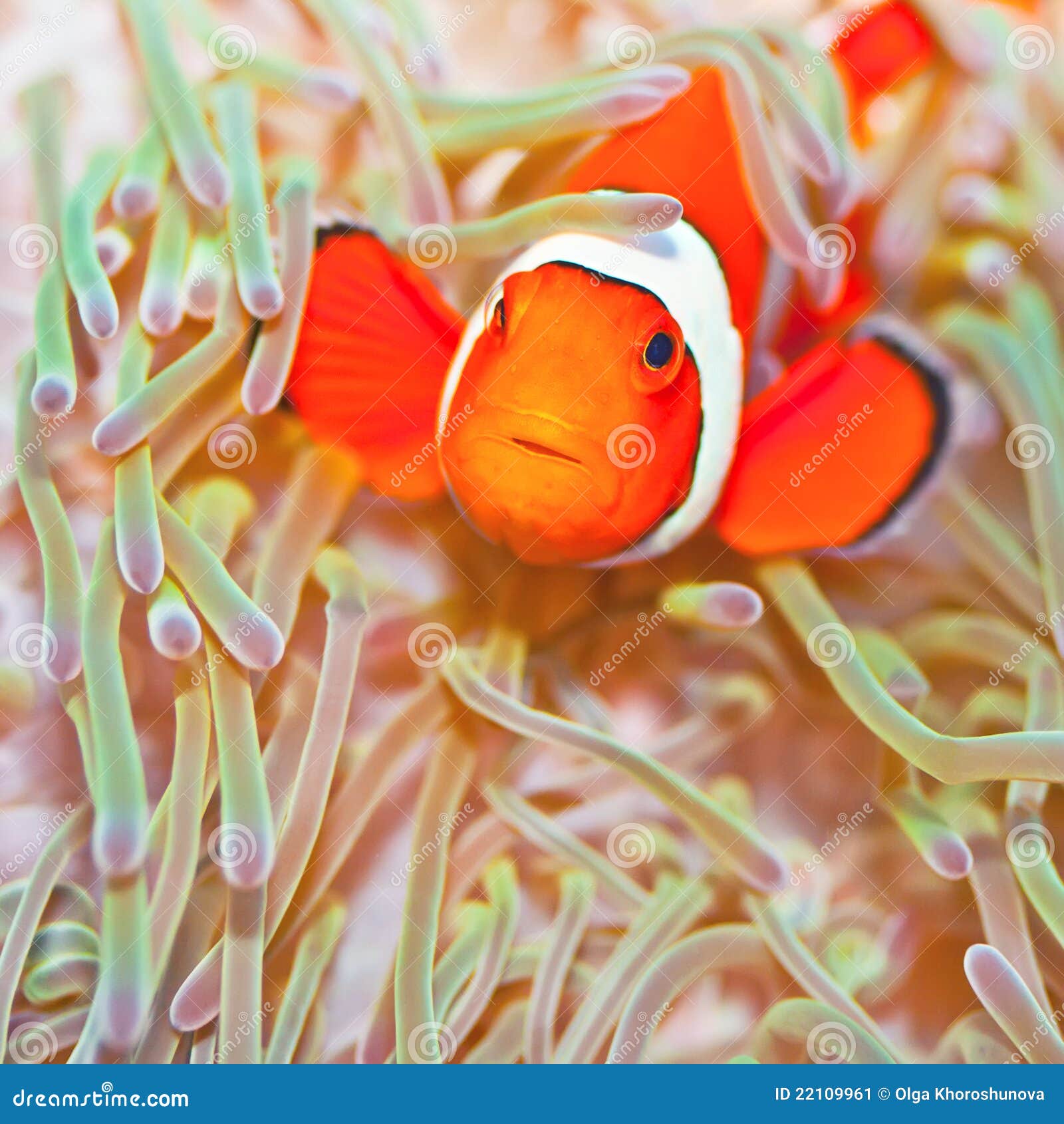 Clownfish stock image. Image of caribbean, fish, marine - 22109961