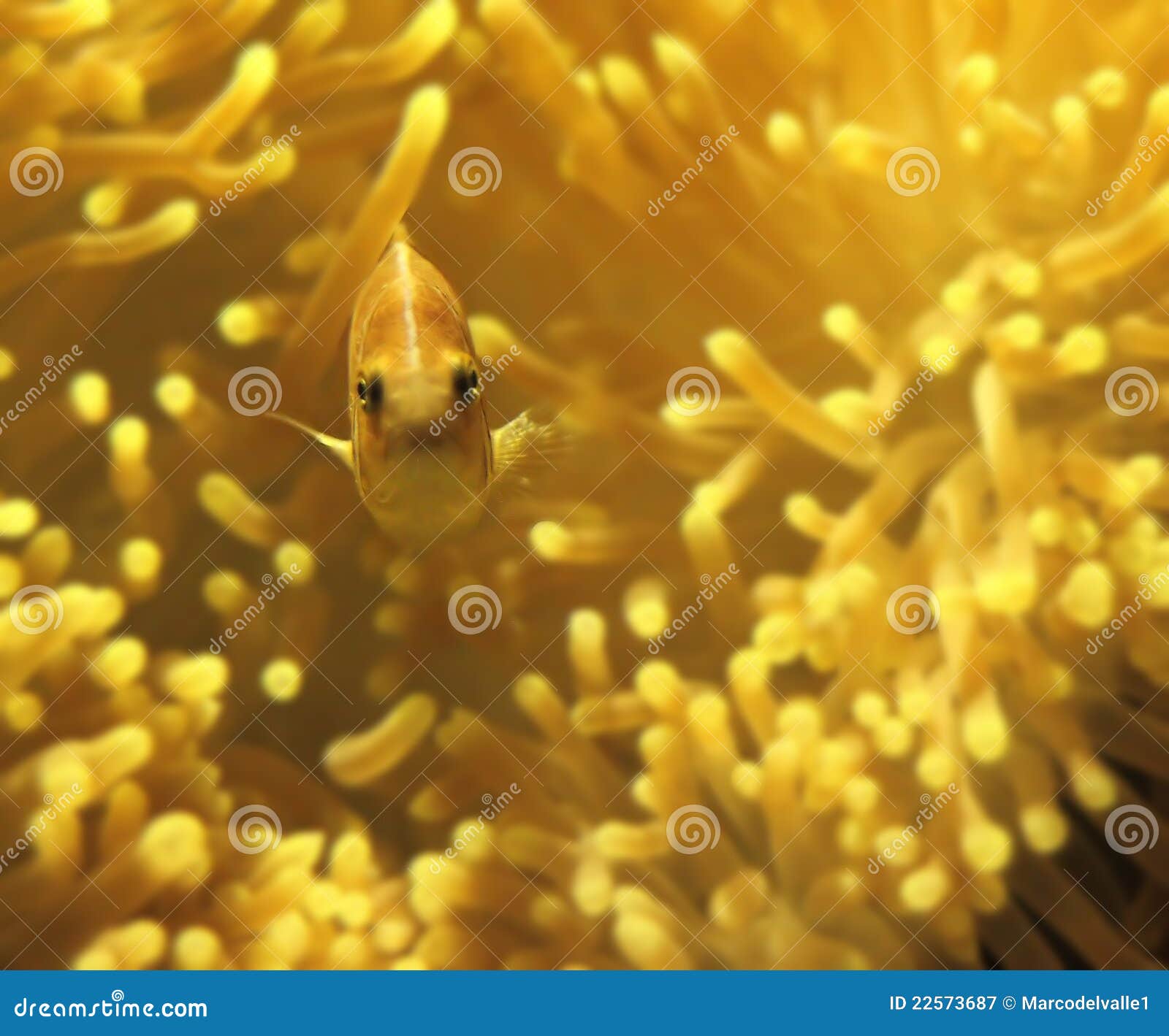 Single Clownfish With White Anemones On Background Royalty-Free Stock ...