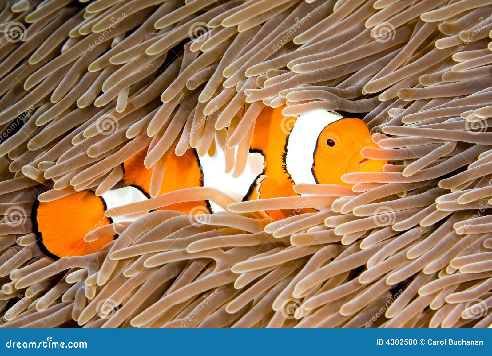 Clownfish stock photo. Image of white, live, colourful - 4302580