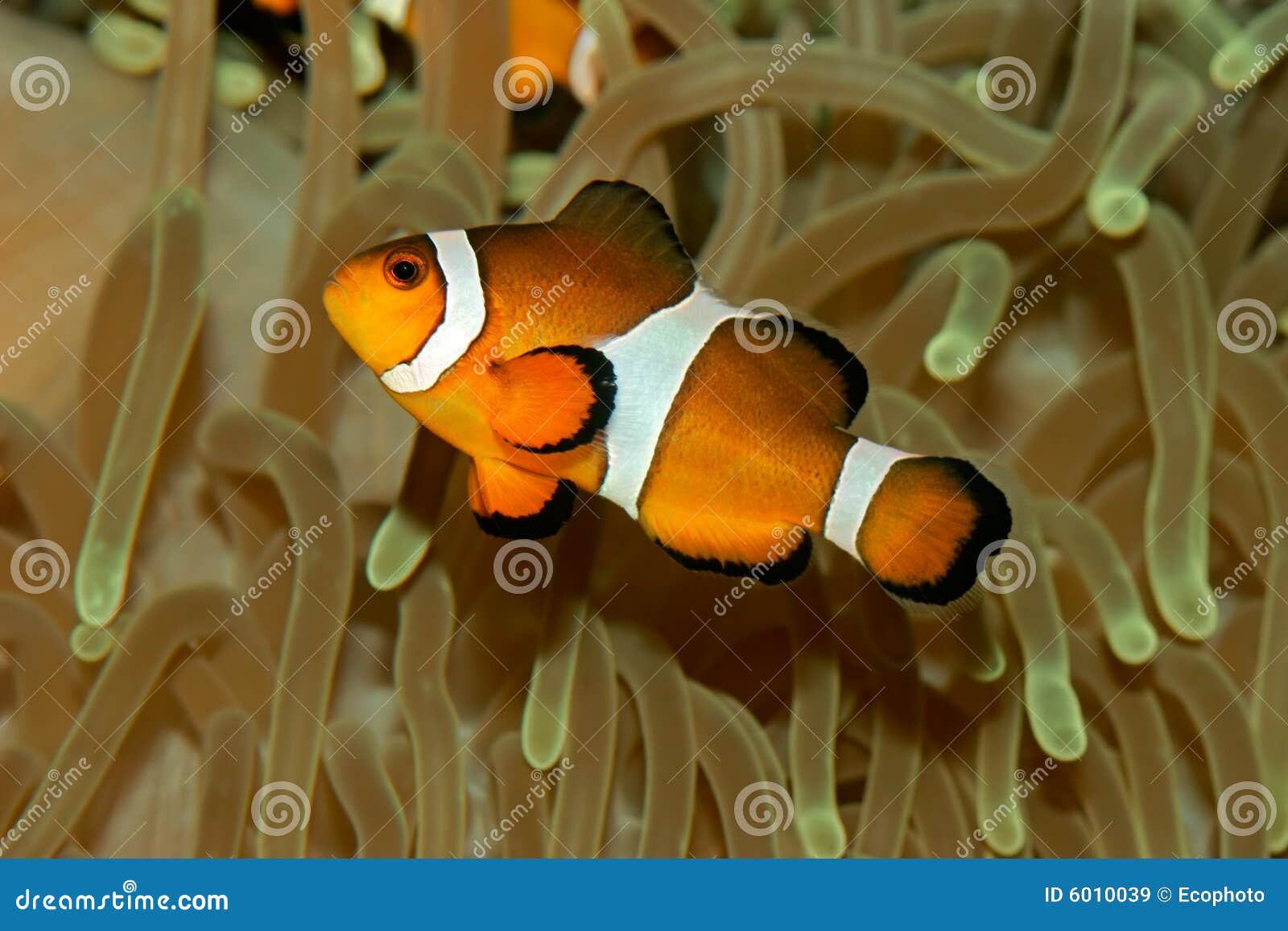Clownfish stock image. Image of ocean, aquarium, reef - 6010039