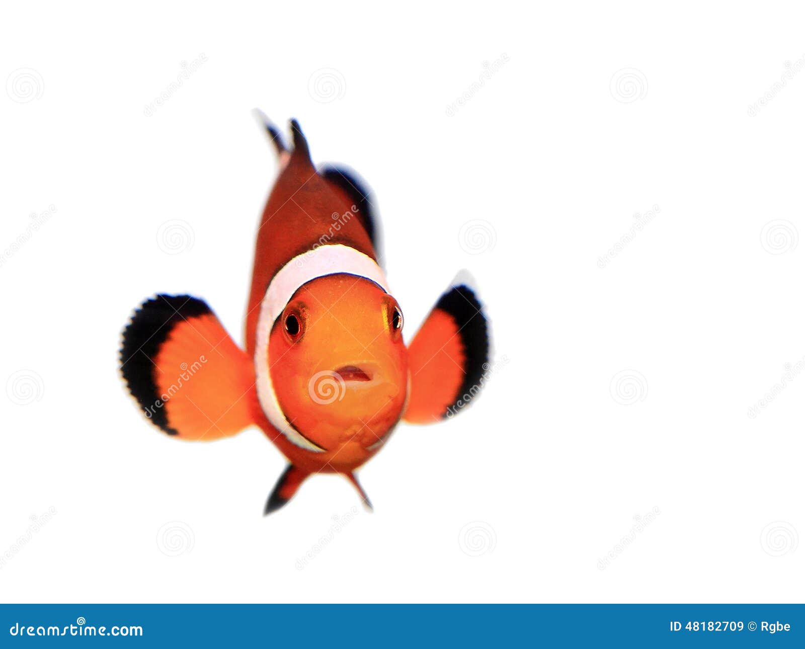 Clownfish stock image. Image of animal, white, portrait - 48182709