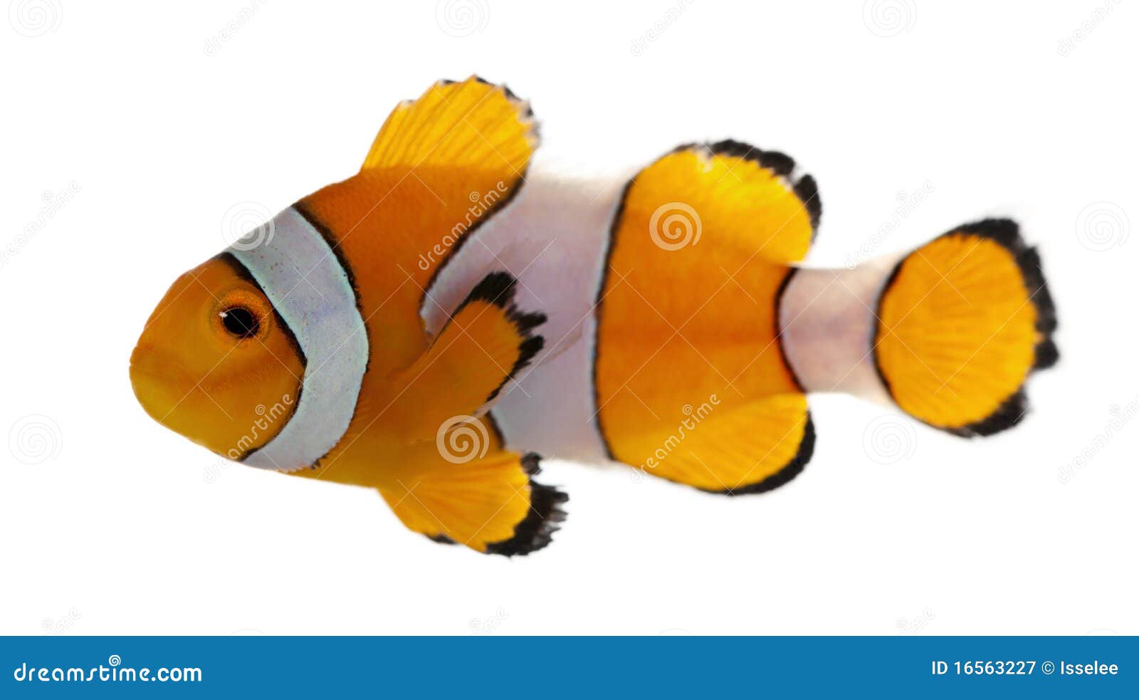 Amphiprion Ocellaris Clownfish - The Most Popular Saltwater Fish In ...