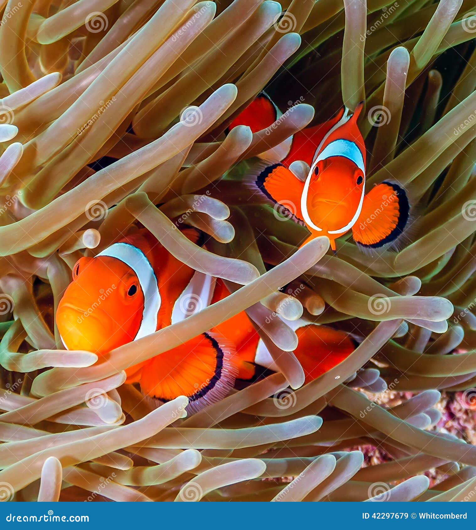 Clownfish in an anemone stock image. Image of clown, natural - 42297679