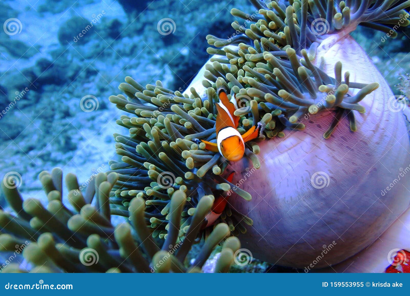 Clownfish in Anemone Under the Sea Stock Image - Image of ocean ...