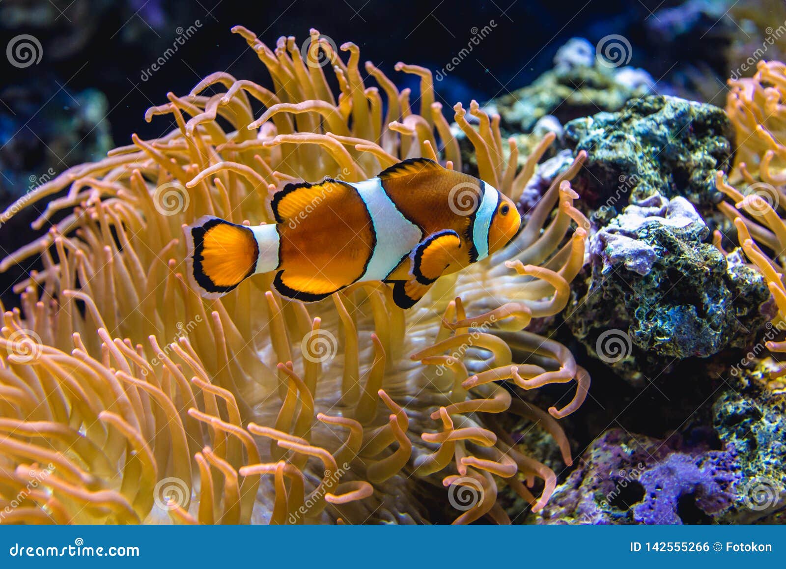 Clownfish in aquarium stock photo. Image of amphiprion - 142555266