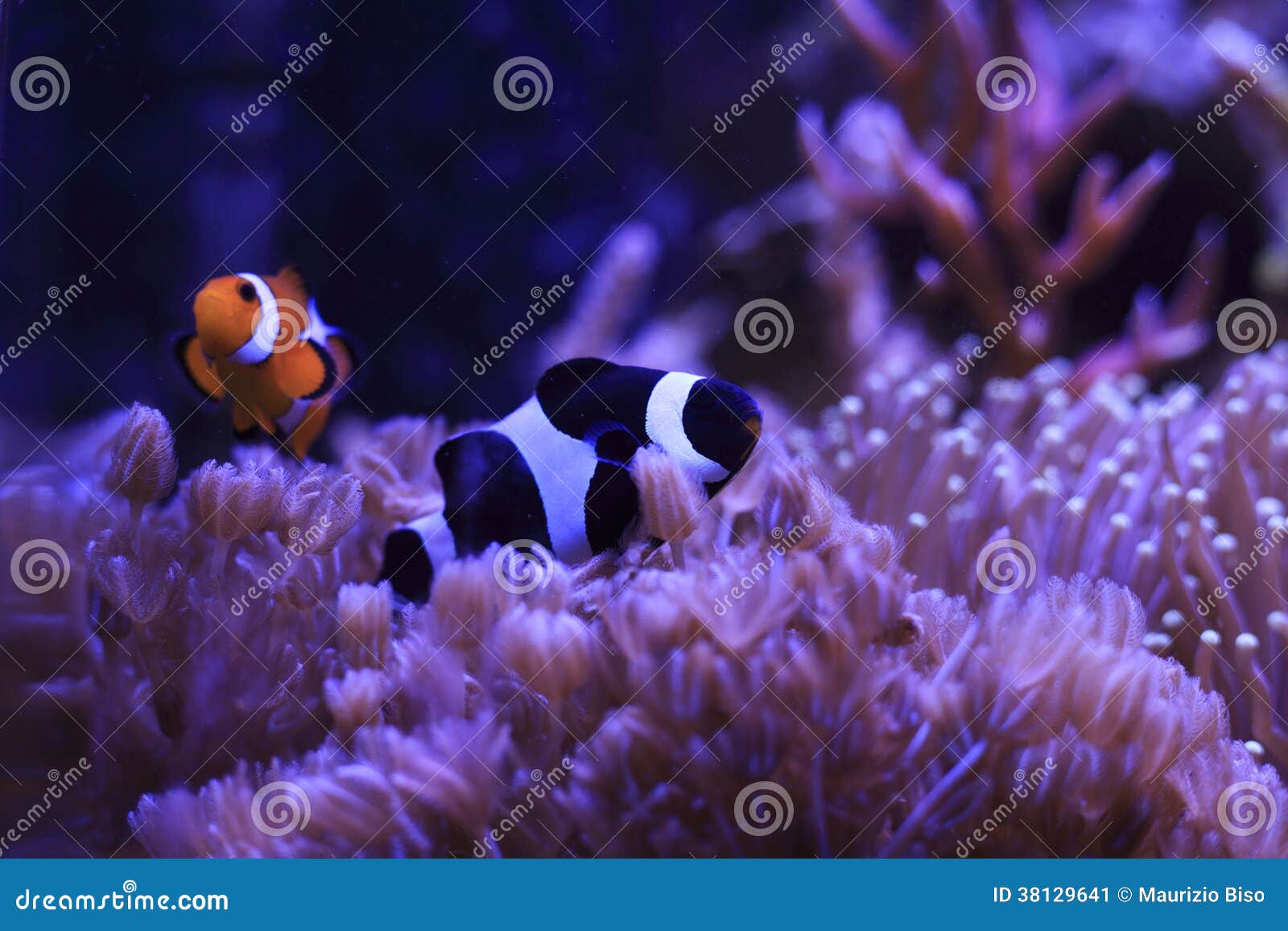 Clownfish stock image. Image of diving, animals, wild - 38129641