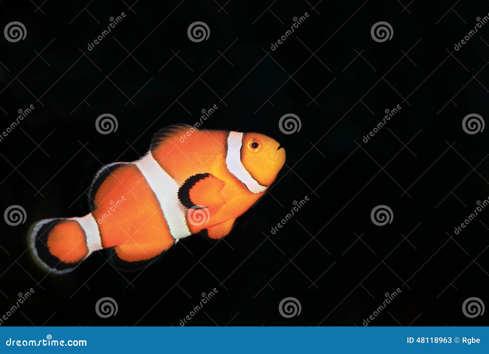 Clownfish stock image. Image of portrait, wildlife, cute - 48118963