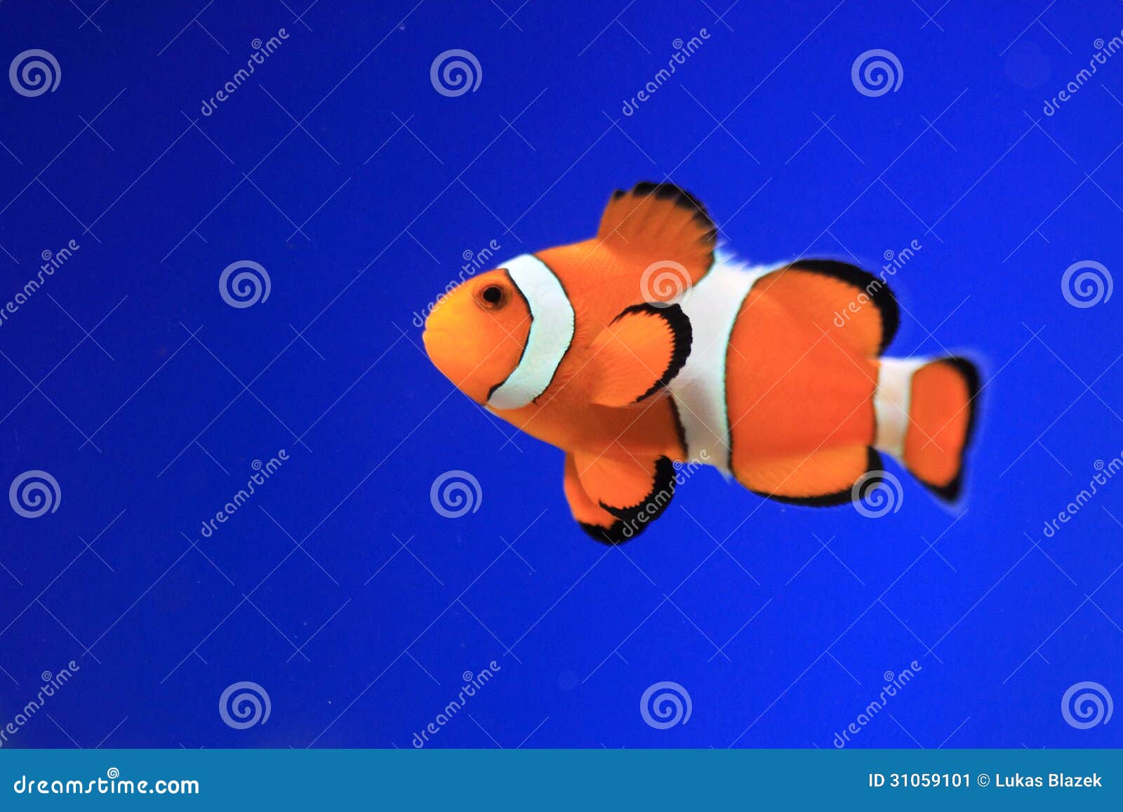 Clownfish stock image. Image of ocellaris, animal, nature - 31059101