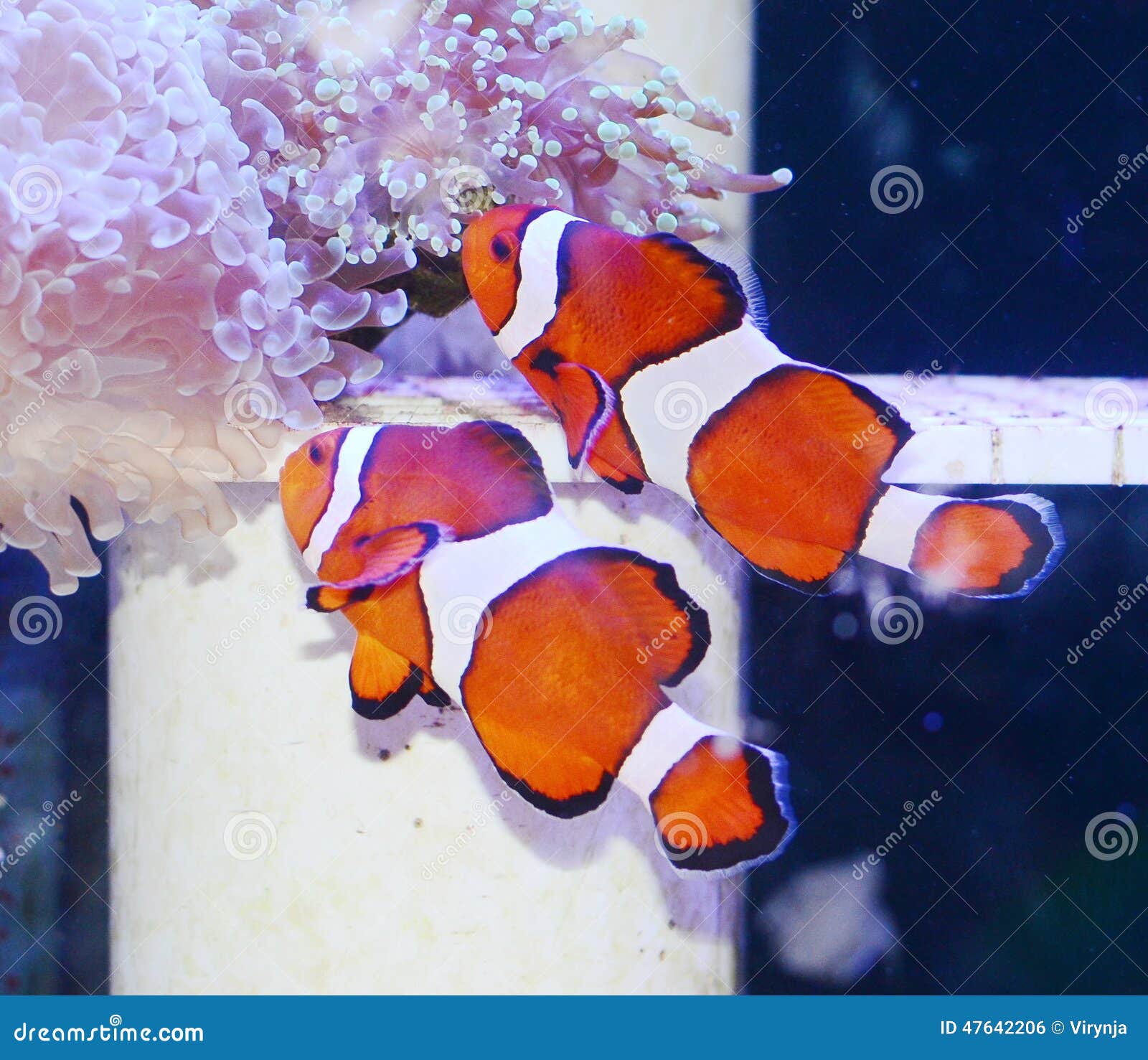Clownfish in Marine Aquarium Stock Photo - Image of nature, macro: 47642206