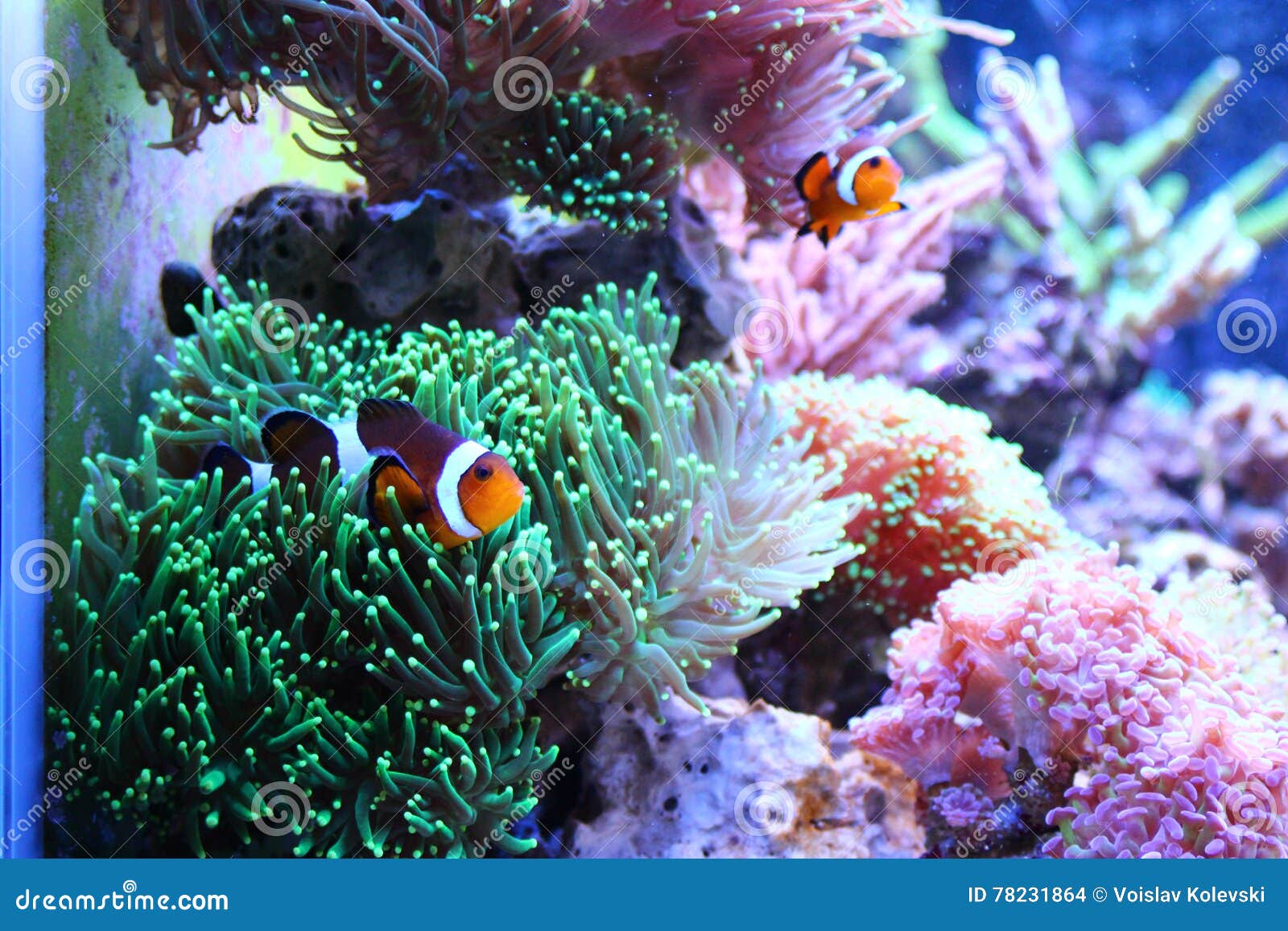 Clownfish nemo fish stock photo. Image of marine, amazing - 78231864