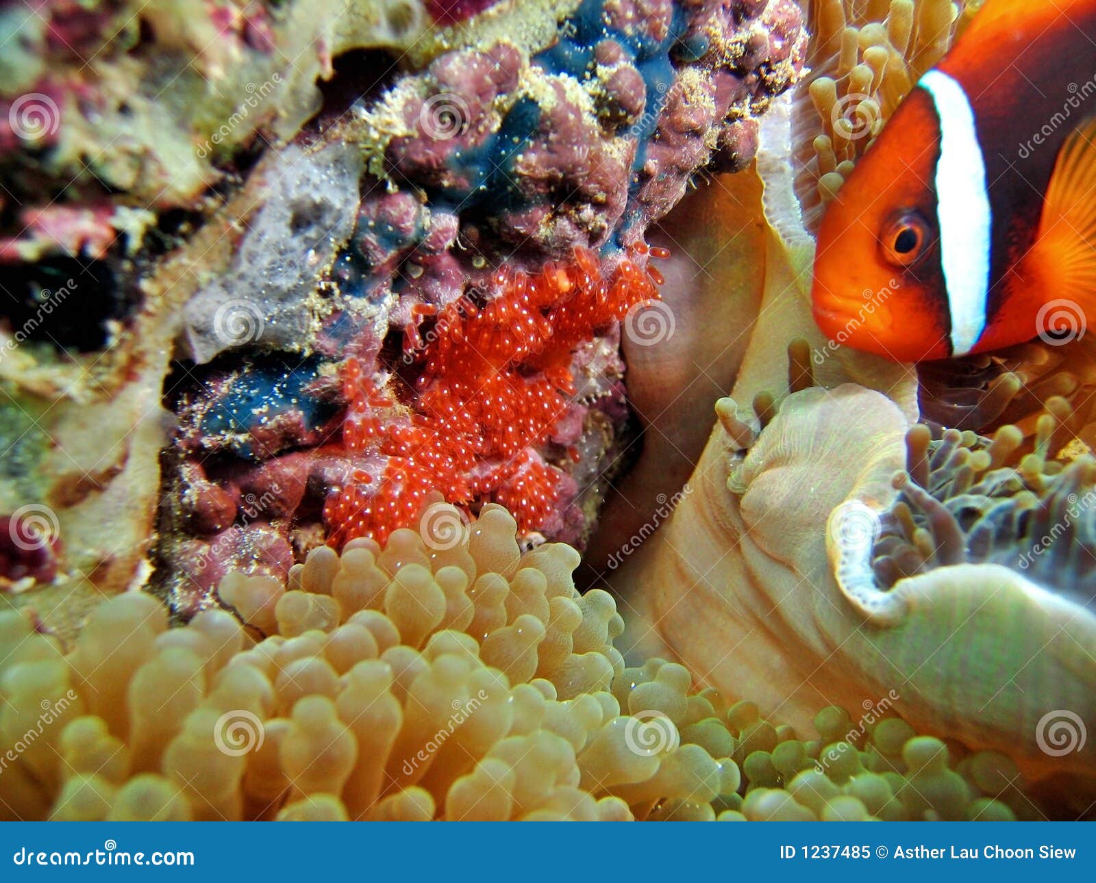Clownfish Nest stock image. Image of clownfish, detail - 1237485