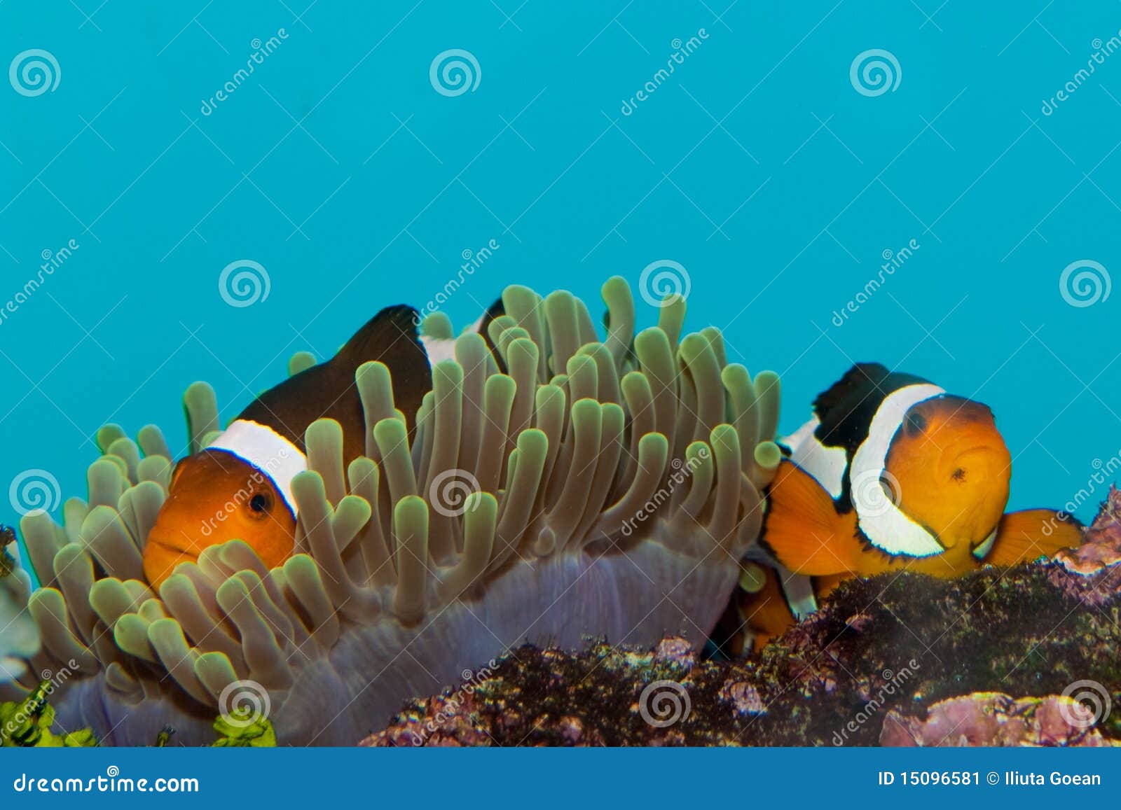 Clownfish Pair stock image. Image of fishtank, reef, ocean - 15096581