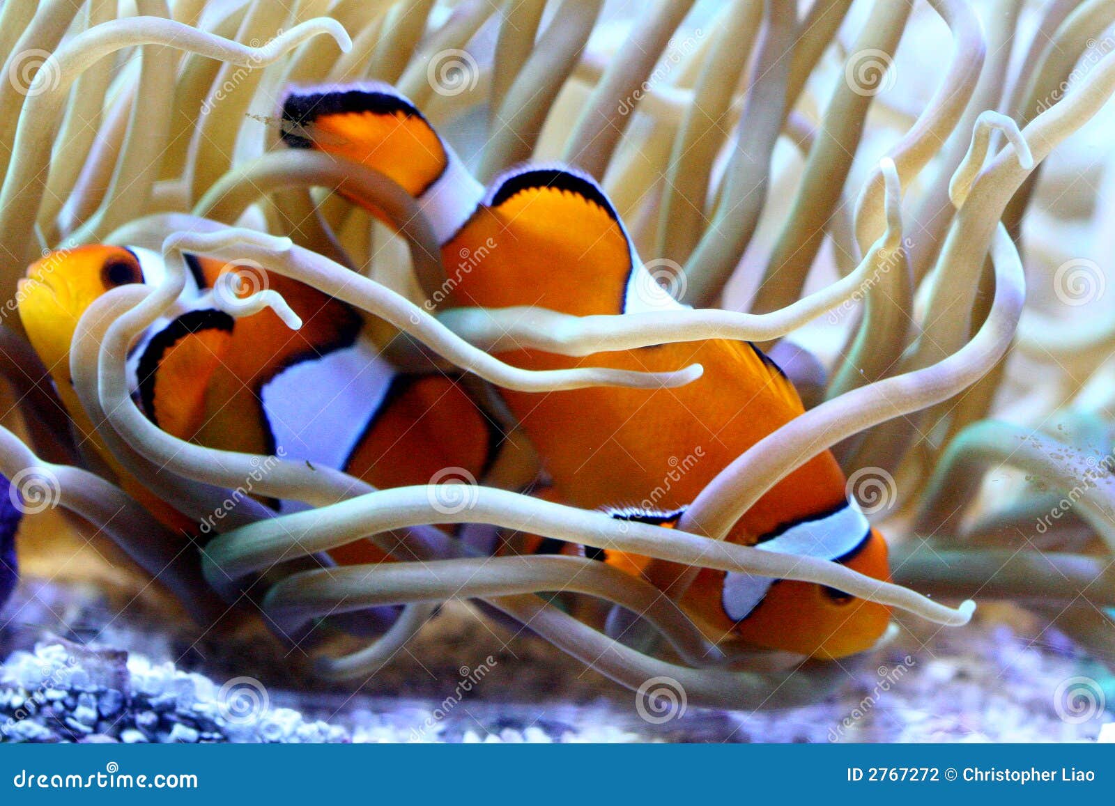 Clownfish rayado foto de archivo. Imagen de escalas, océano - 2767272