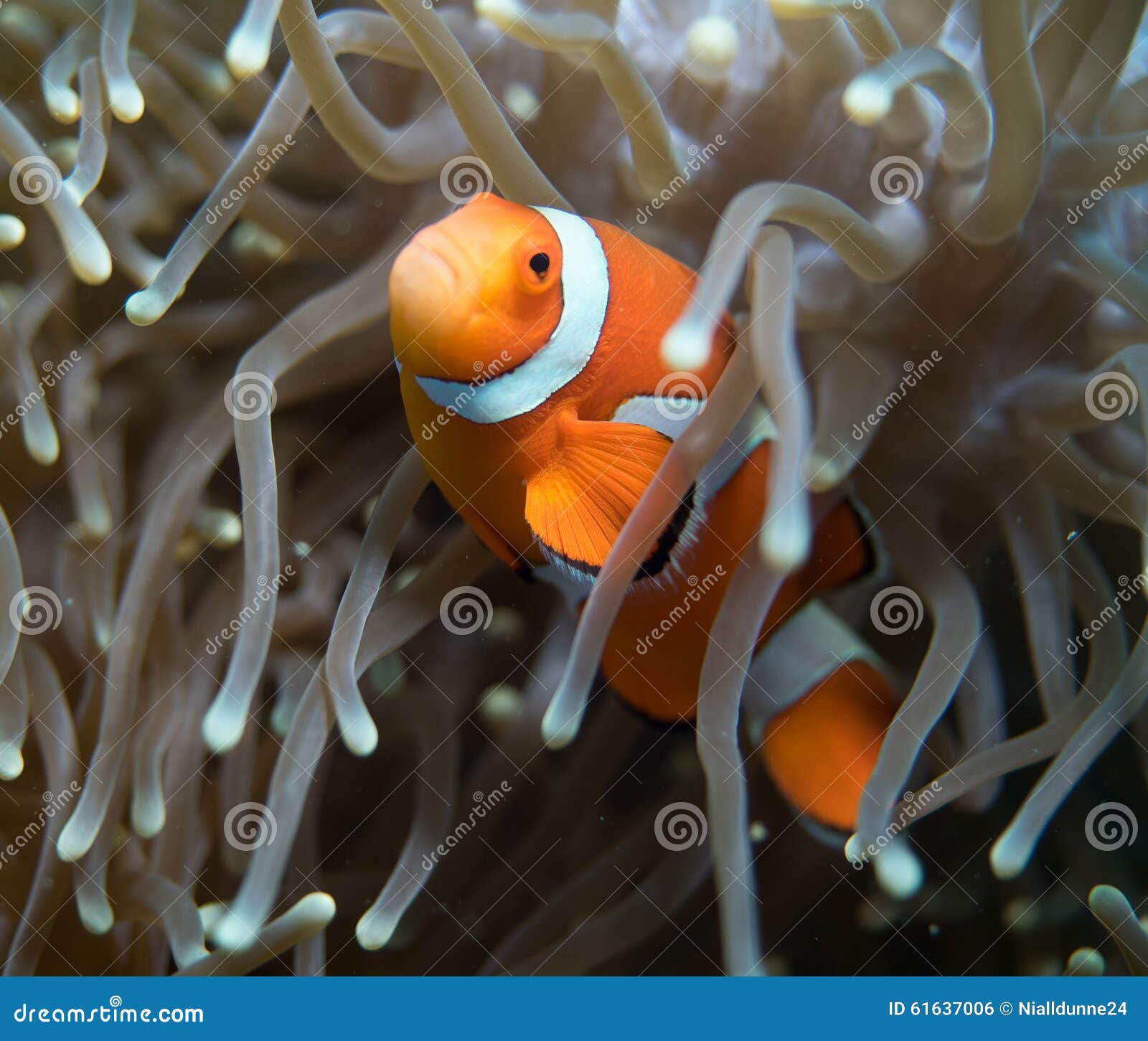 Clownfish on a Reef in Bali Stock Photo - Image of reef, asia: 61637006