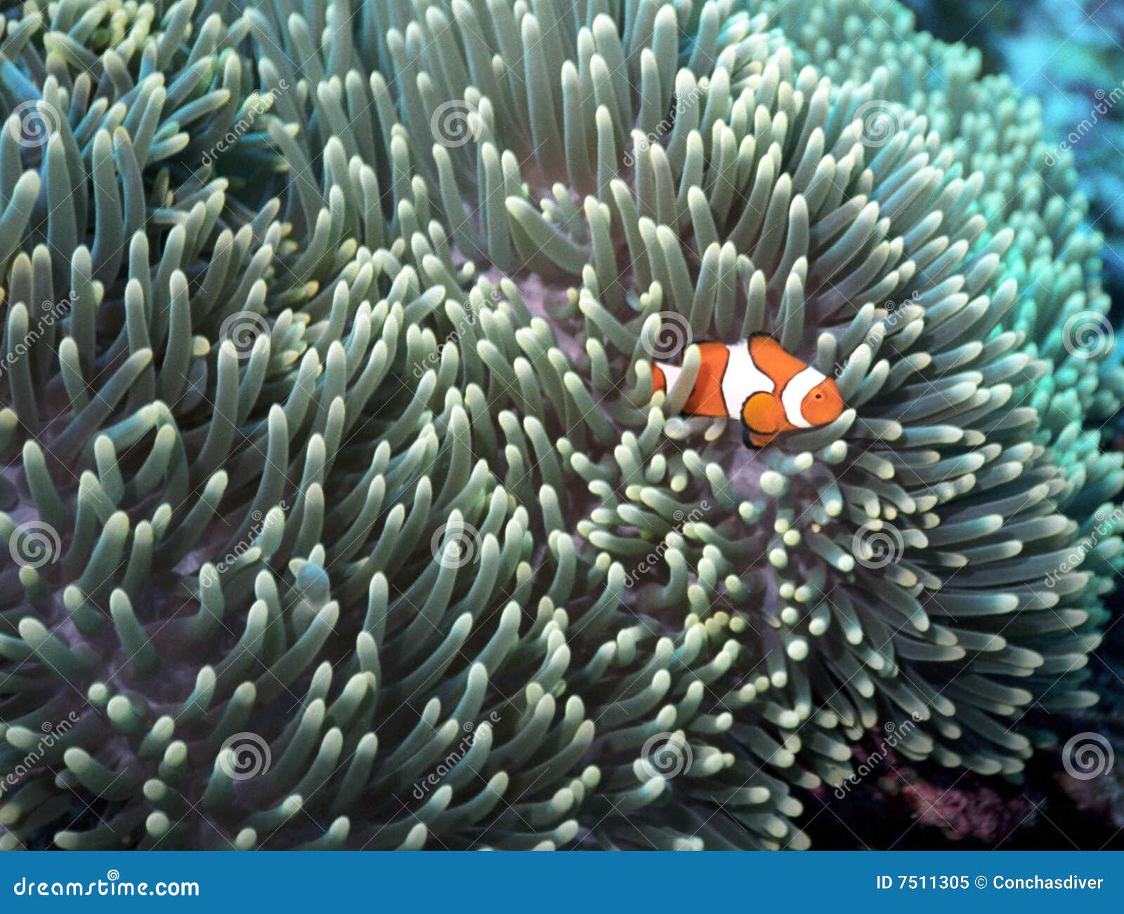 Clownfish starscape stock image. Image of pacific, guinea - 7511305