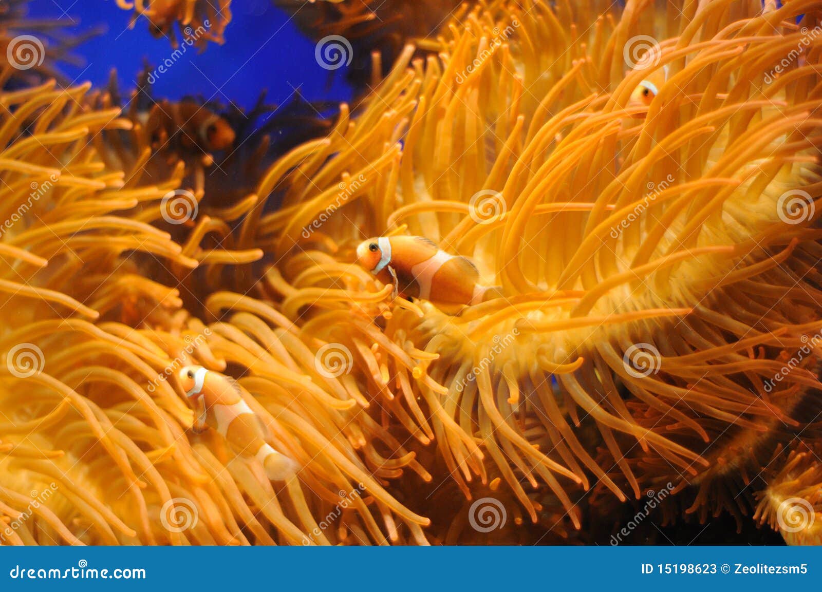 Clownfishes stock image. Image of reef, amphiprioninae - 15198623