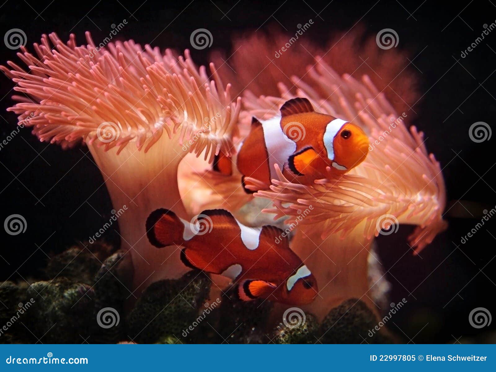 Clownfishes stock image. Image of blue, life, fish, color - 22997805