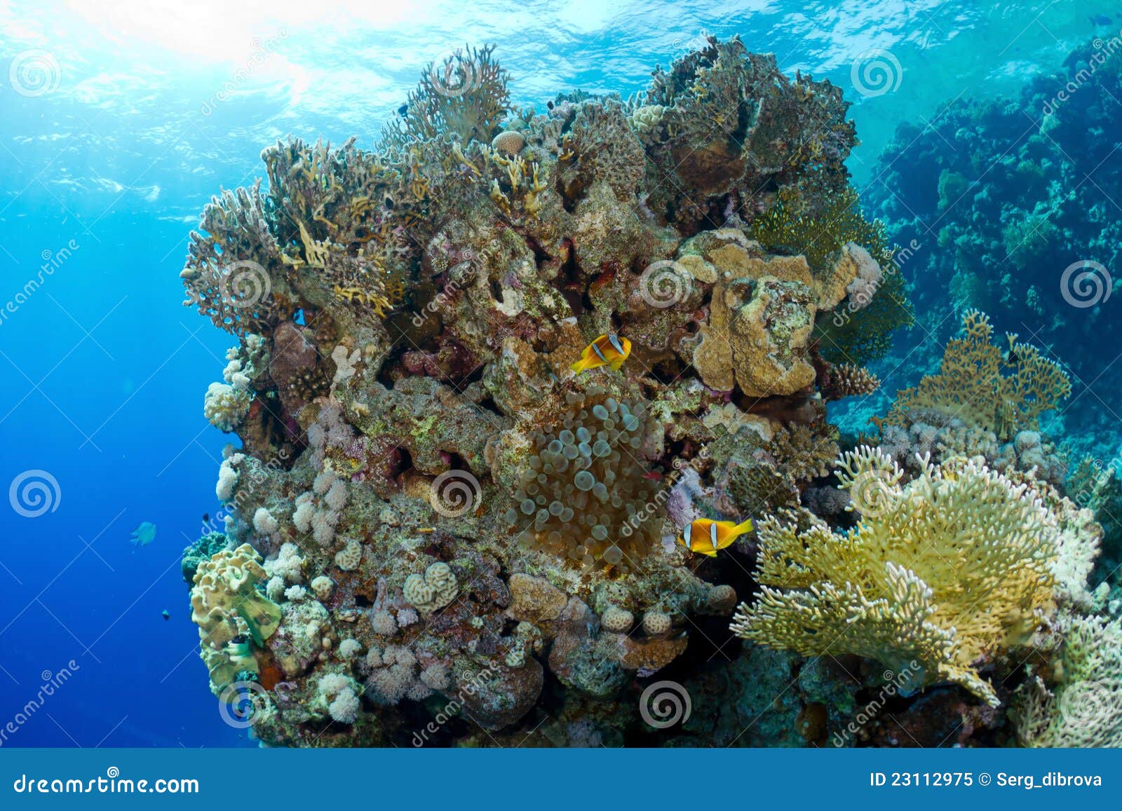 Clownfishes stock image. Image of clear, coral, nemo - 23112975