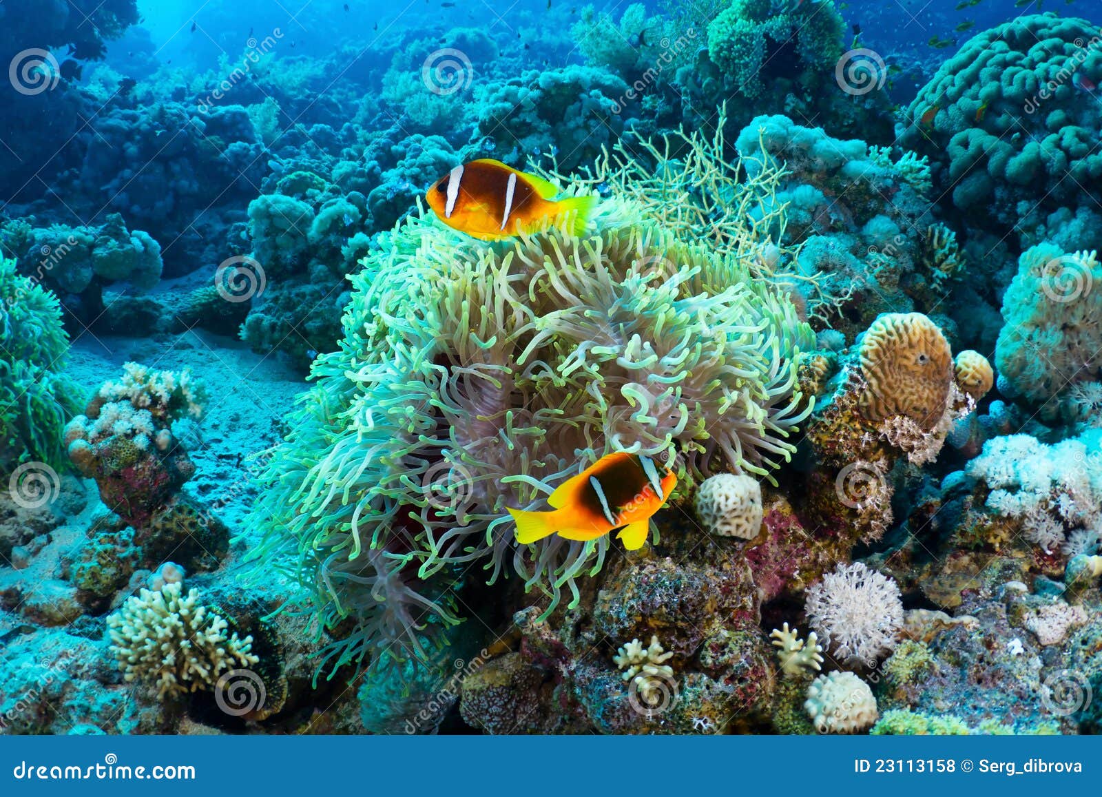 Clownfishes stock photo. Image of underwater, color, nature - 23113158