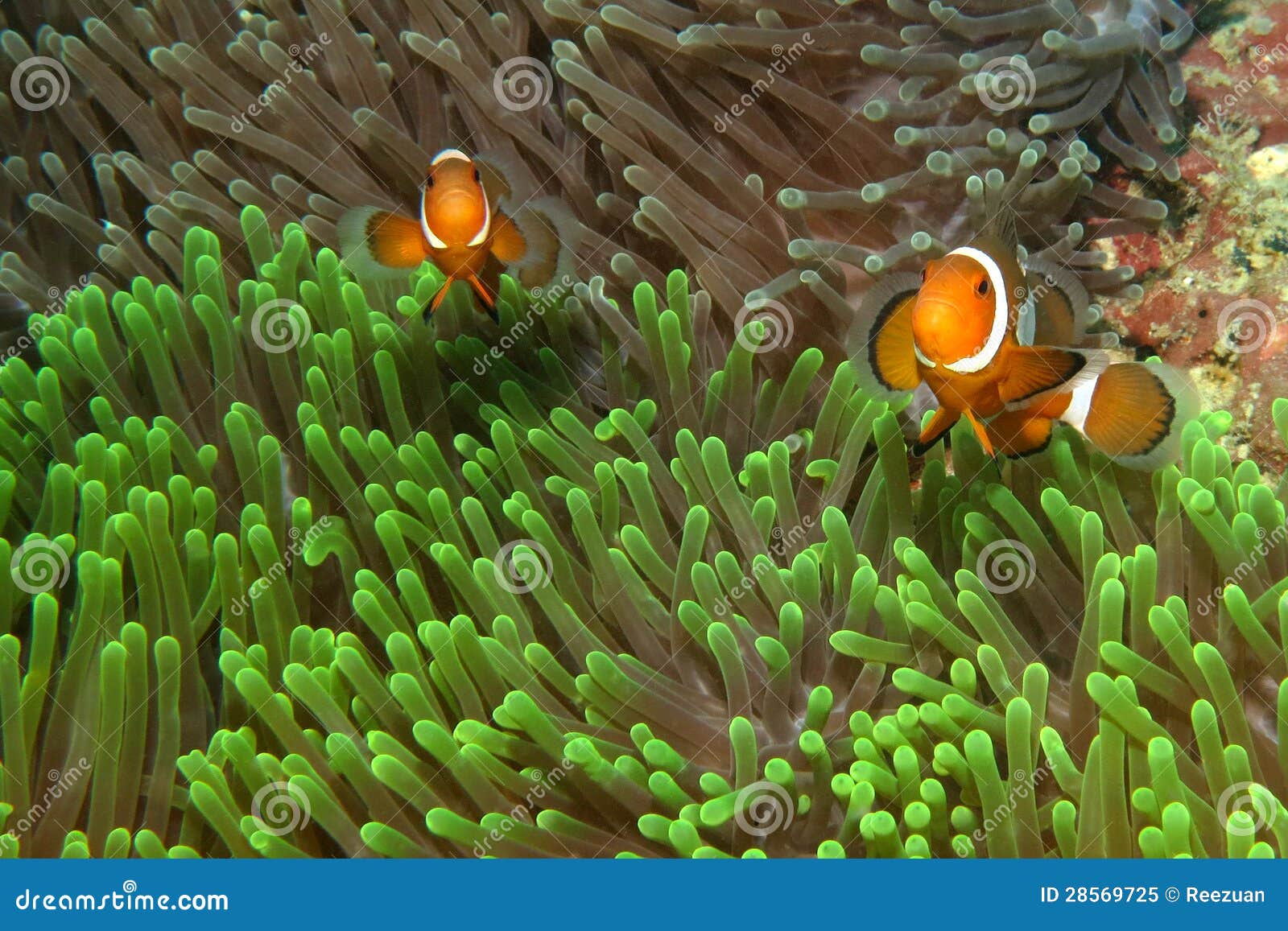 Clownfishes in anemones stock image. Image of deep, exotic - 28569725
