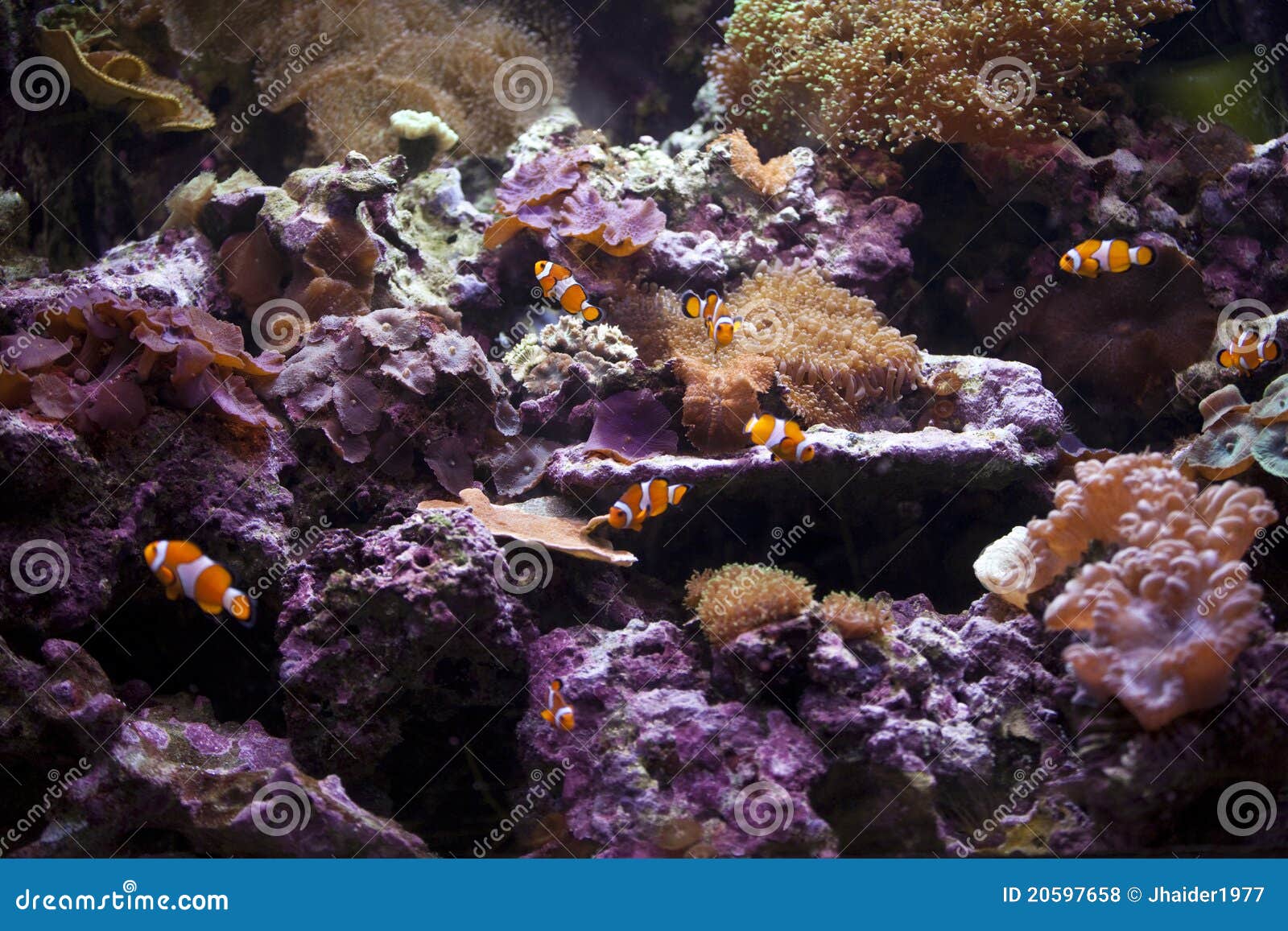 Clownfishes in Paris Aquarium with Anemones Stock Photo - Image of ...
