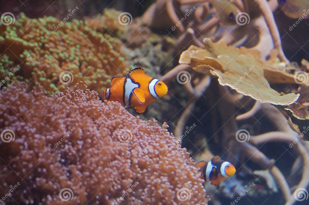 Clownfishes with Sea Anemone Stock Image - Image of elegant, aquatic ...