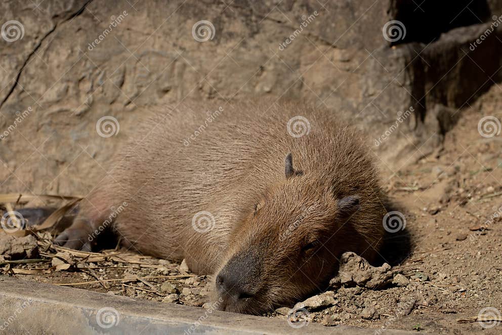 Clsoe up Sleeping Capybara stock photo. Image of sleeping - 237771944