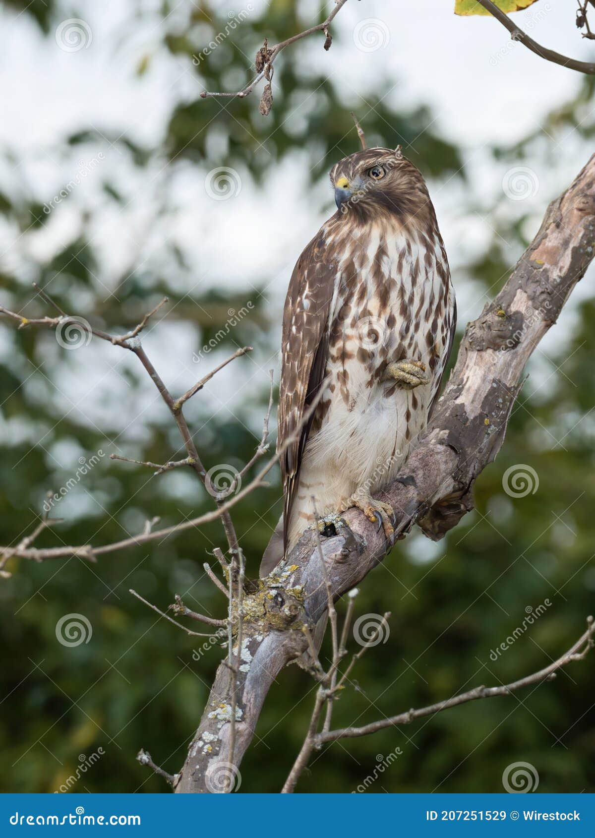 Hawk In Tree Royalty-Free Stock Photography | CartoonDealer.com #110130383