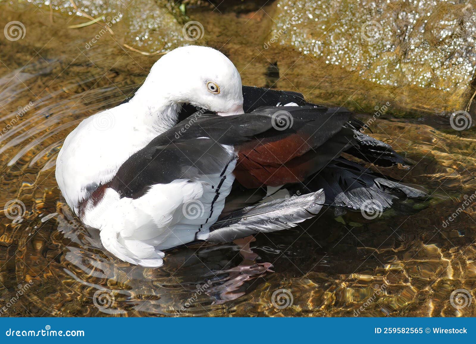 Clsoeup Shot of a Radjah Shelduck in the Water Stock Image - Image of ...