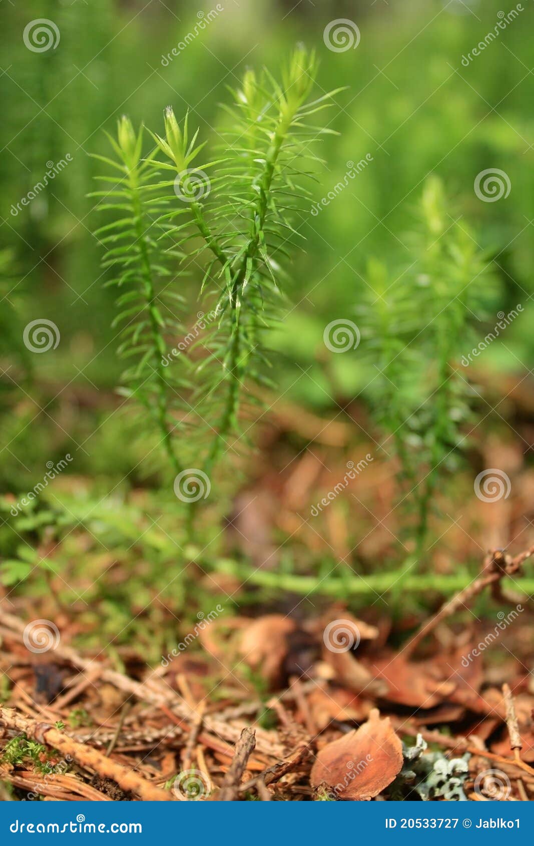 Club moss stock image. Image of forest, green, nature - 20533727