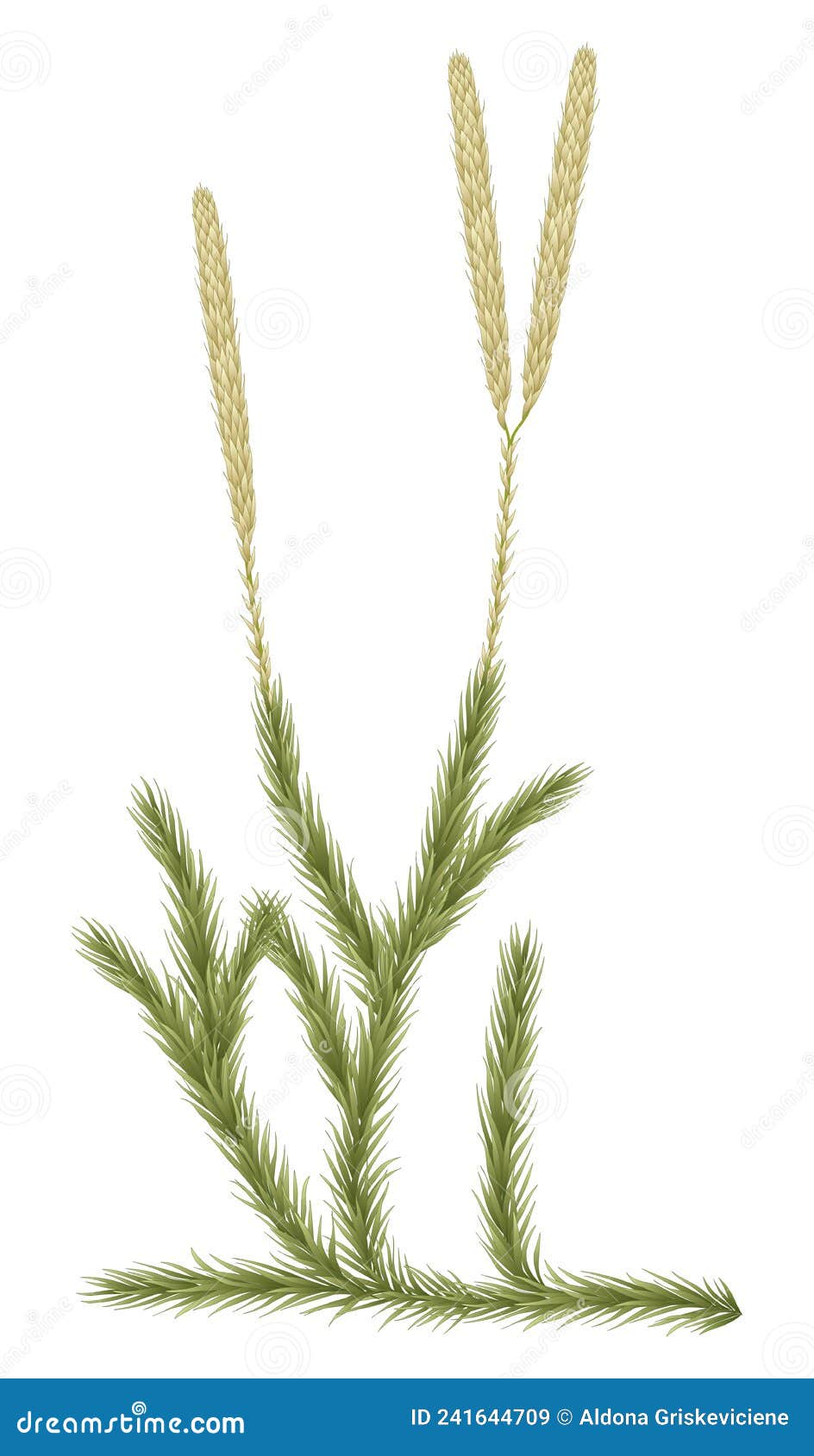 Moss Ground Albedo Map, Diffuse Map Texture Royalty-Free Stock Photo ... Moss Ground Albedo Map, Diffuse Map Texture Royalty-Free Stock Photo ...