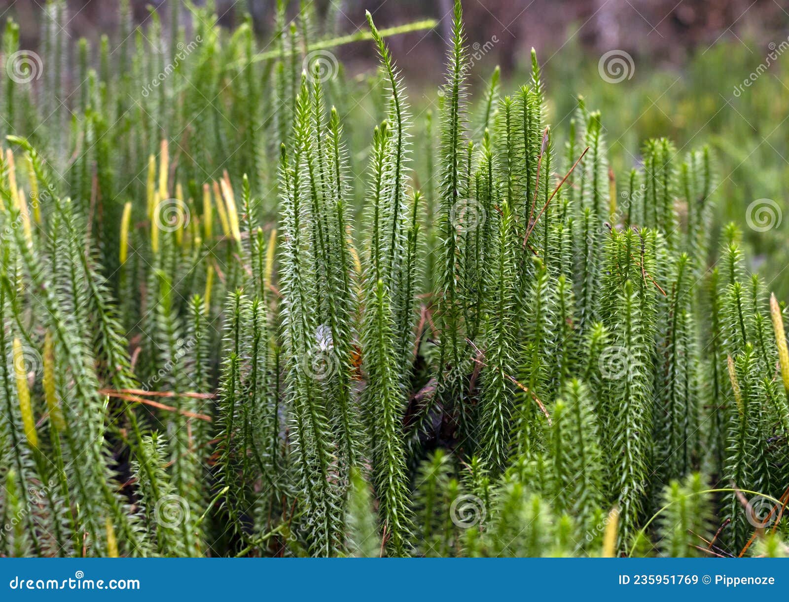 Club Mosses Lycopodium Clavatum Growing in the Forest Stock Image ...