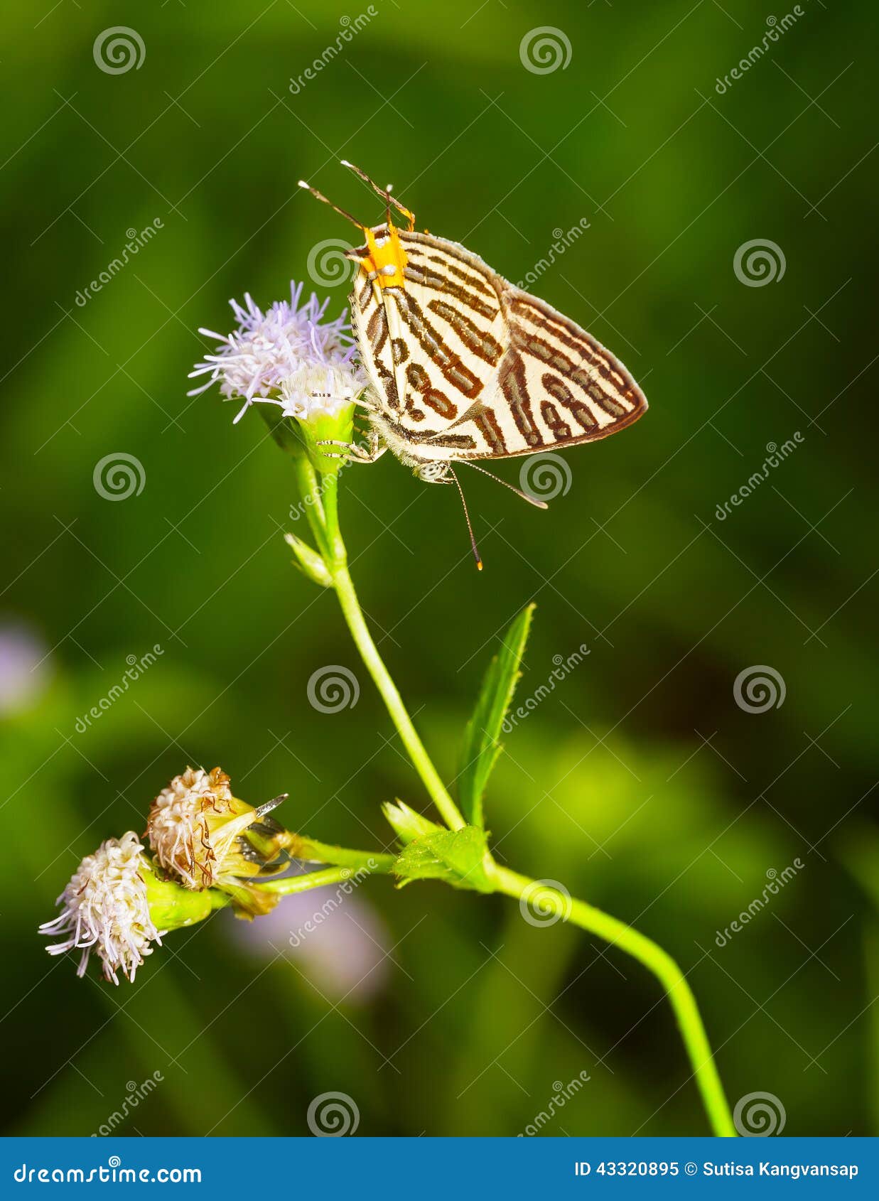 Club silverline butterfly stock image. Image of nature - 43320895