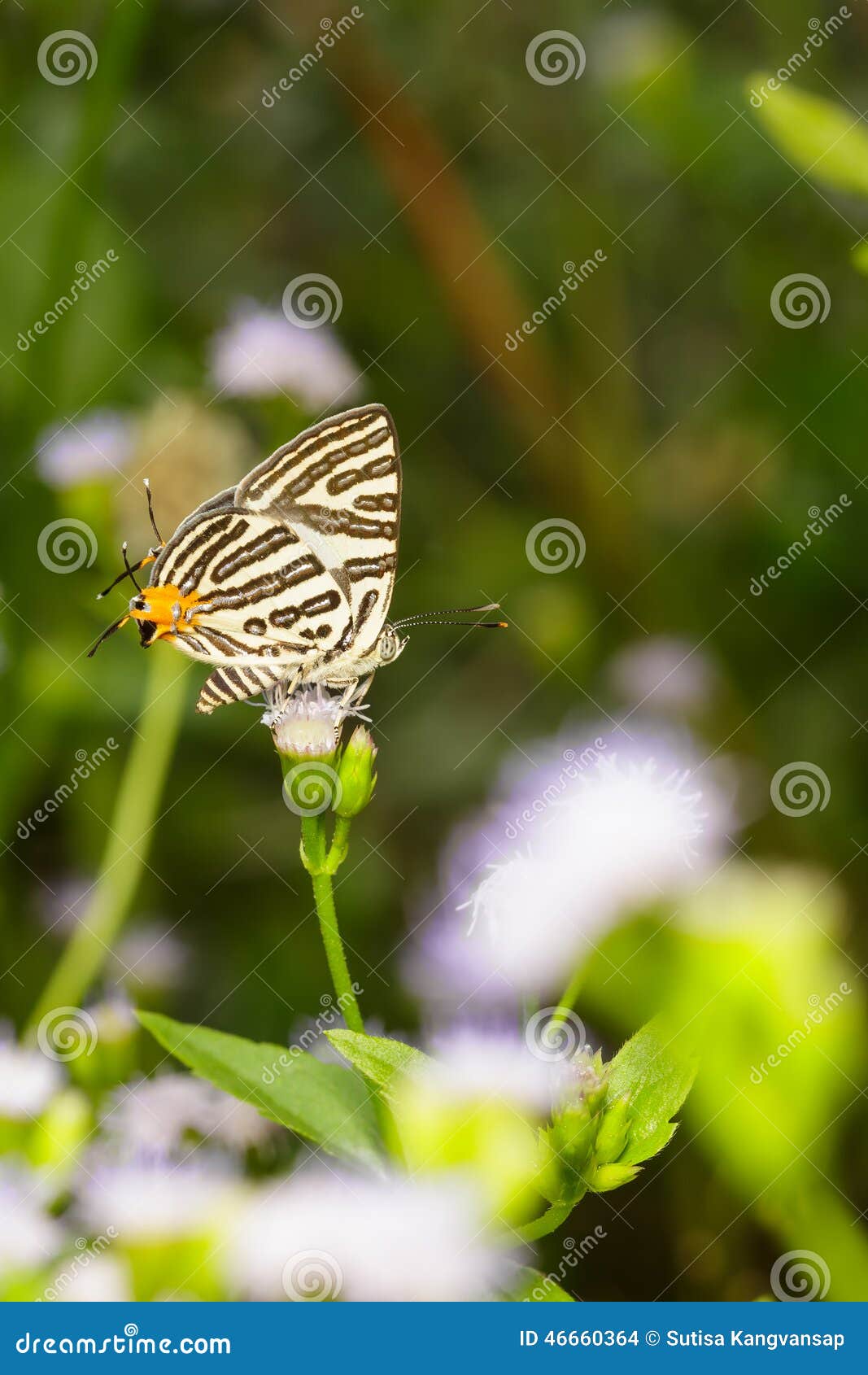 Club silverline butterfly stock photo. Image of wing - 46660364