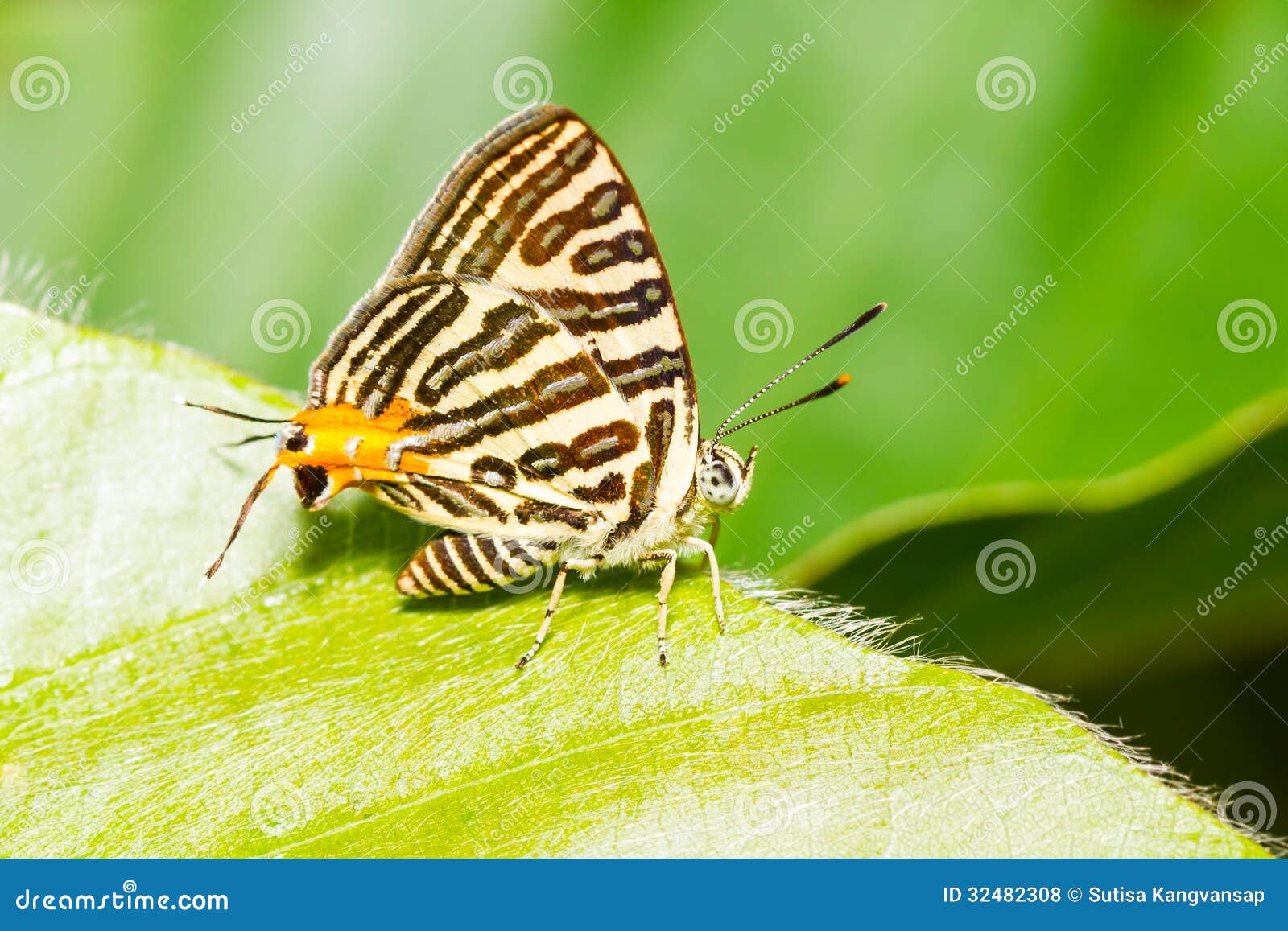 Club silverline butterfly stock photo. Image of beautiful - 32482308