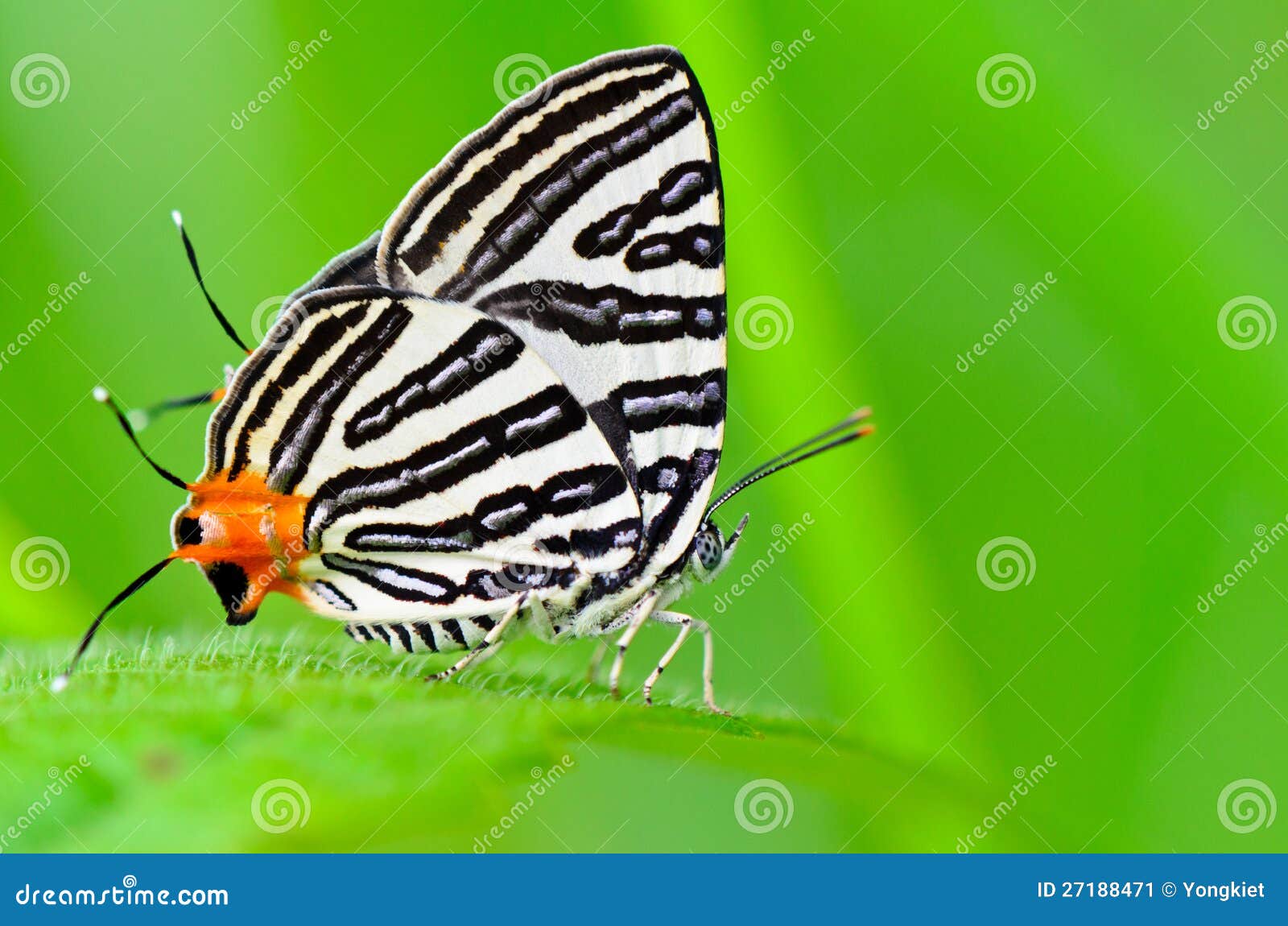 Club Silverline,Spindasis Syama Terana Stock Image - Image of beauty ...