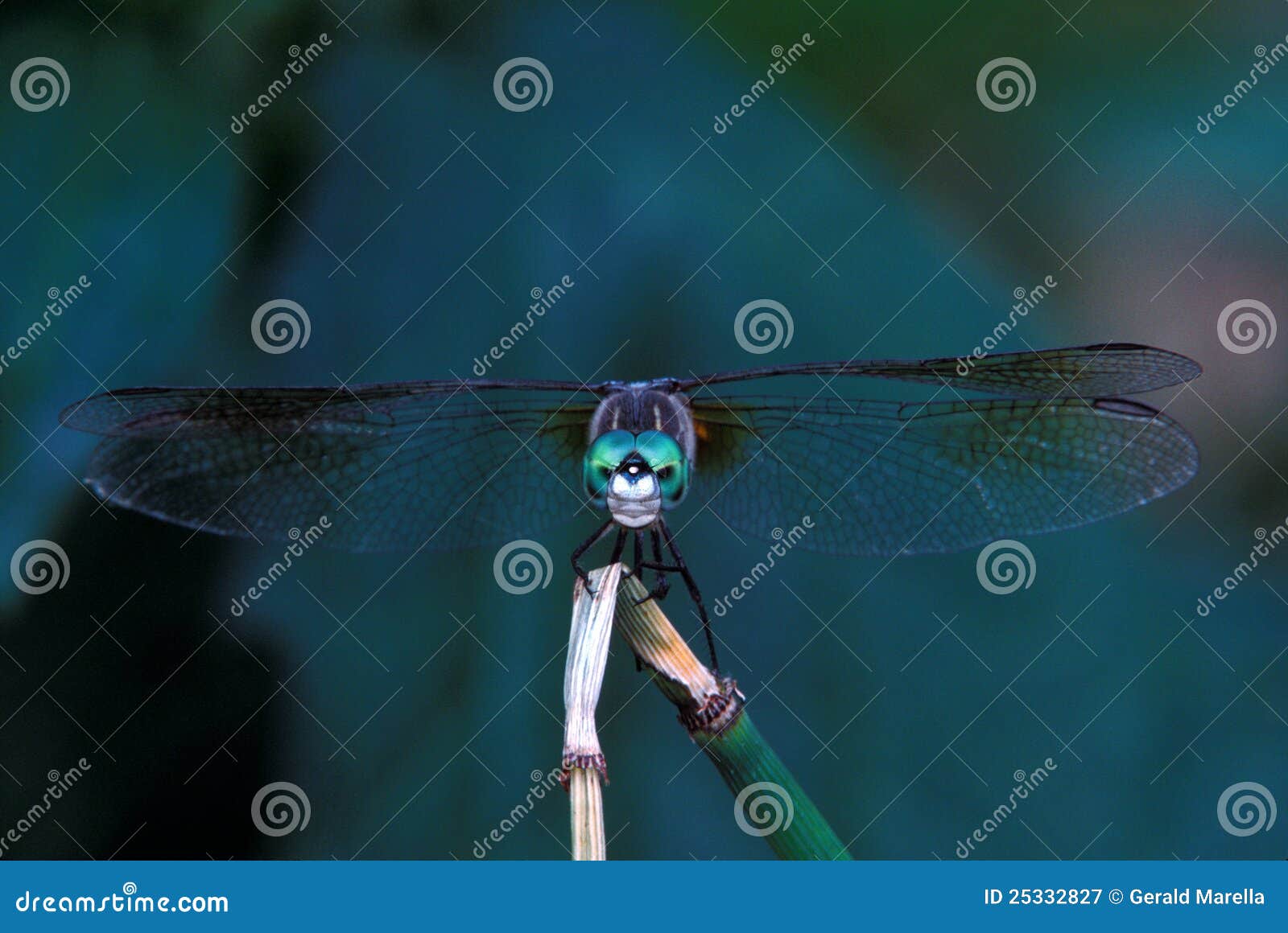Club Tailed Dragonfly (Gomphidae) Stock Image - Image of wings, streams ...