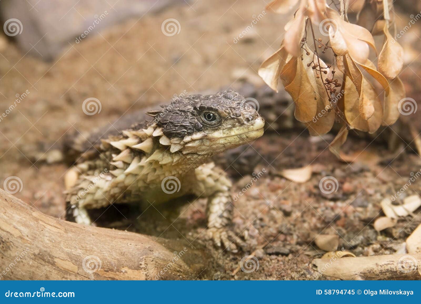 Club-tailed lizard stock image. Image of armor, spiny - 58794745