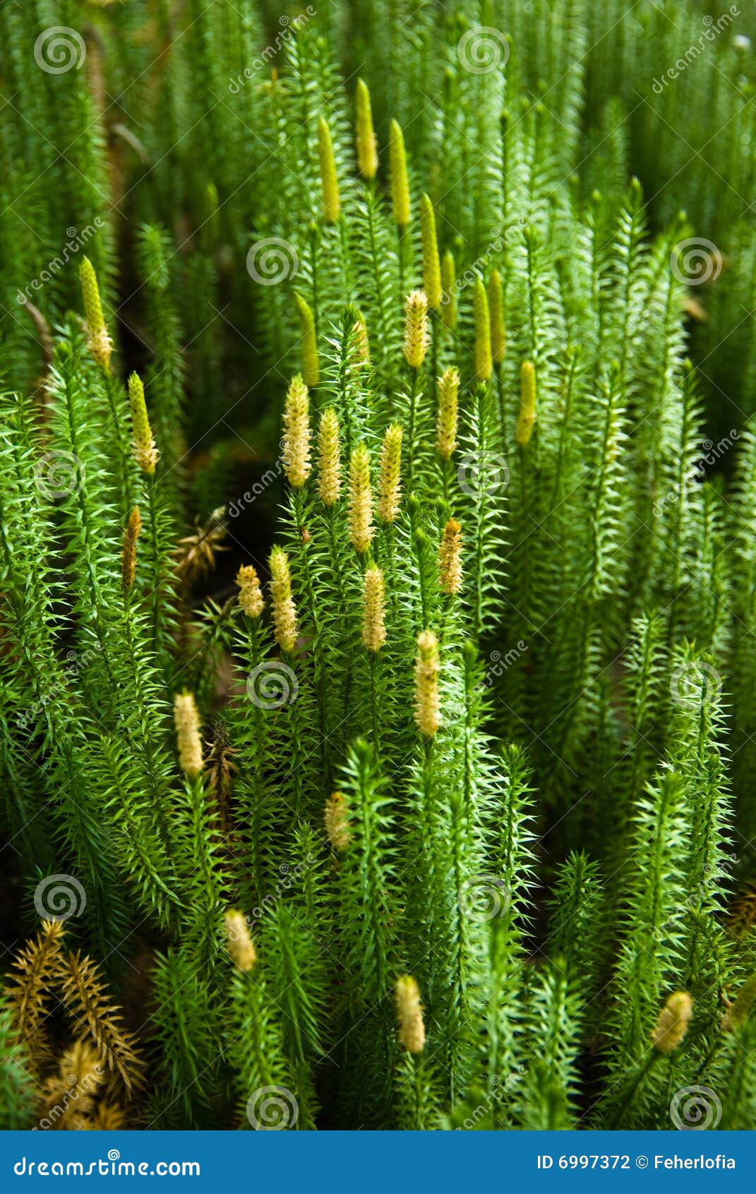 Clubmoss 2 stock photo. Image of evergreen, fresh, mountain - 6997372