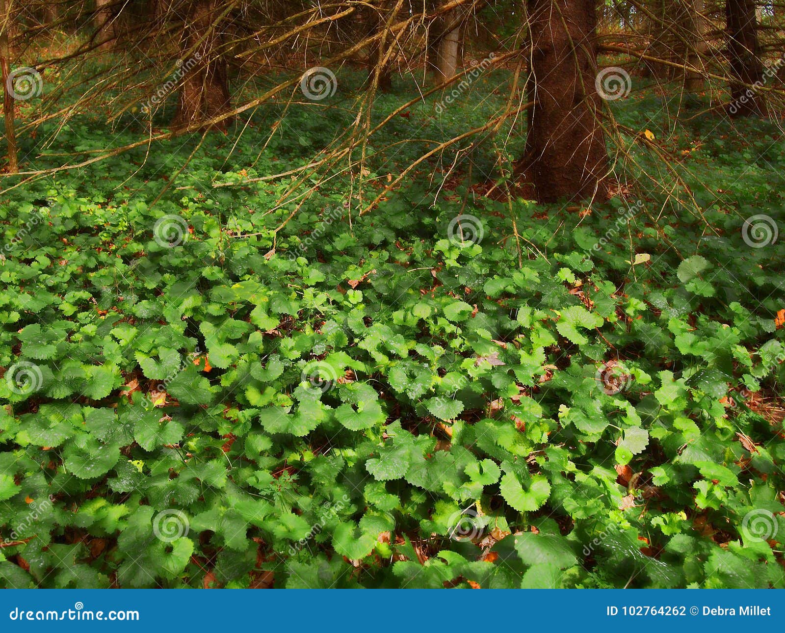 A cluff of clover stock photo. Image of clover, twigs - 102764262