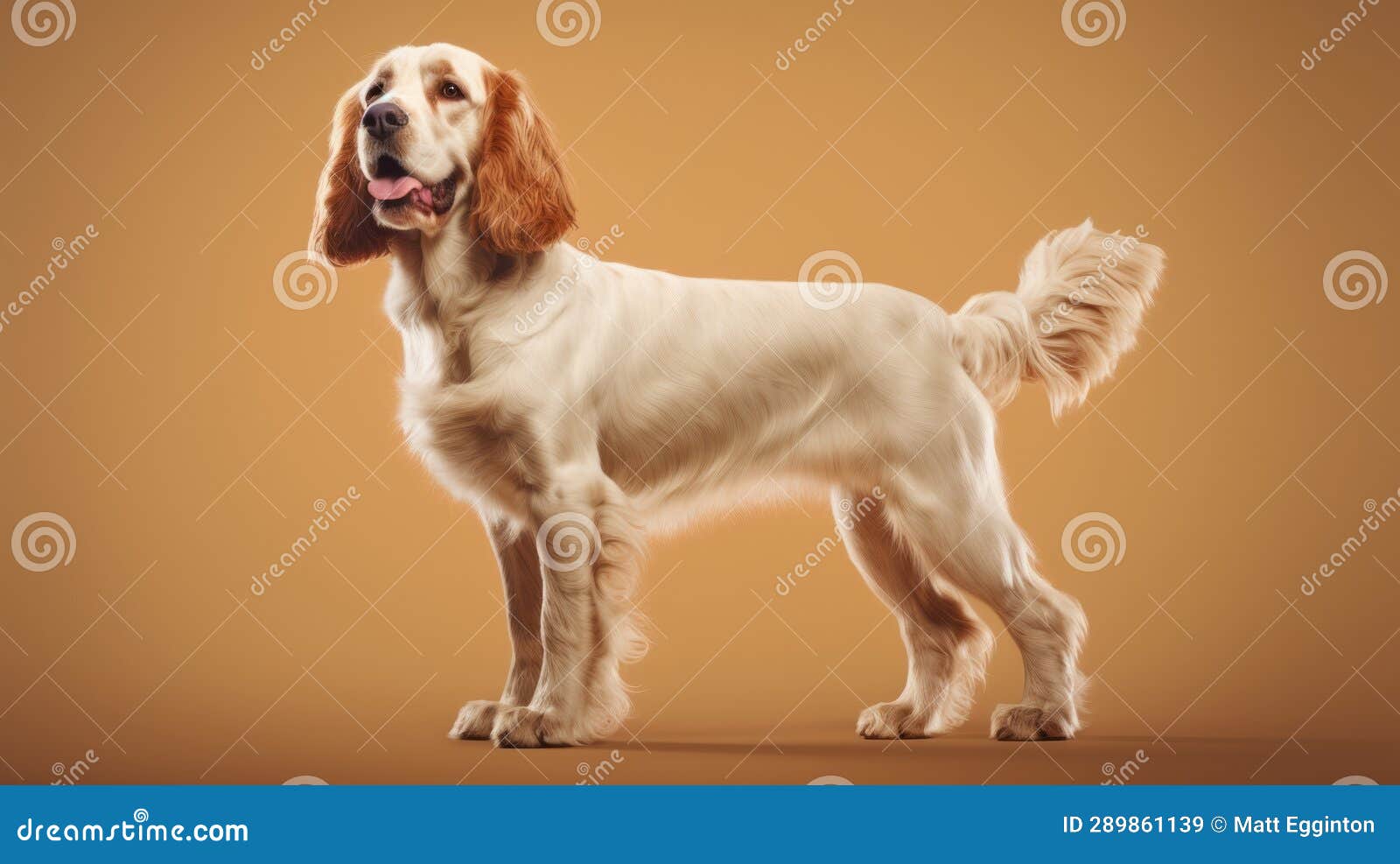 Clumber Spaniel Dog Breed Isolated On White Pet Loss Digital Art ...