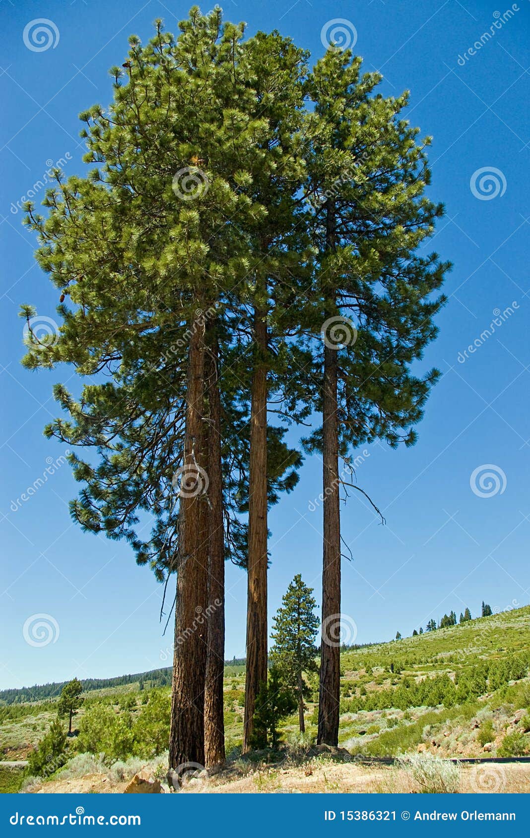 Clump stock image. Image of ponderosa, scenic, evergreen - 15386321
