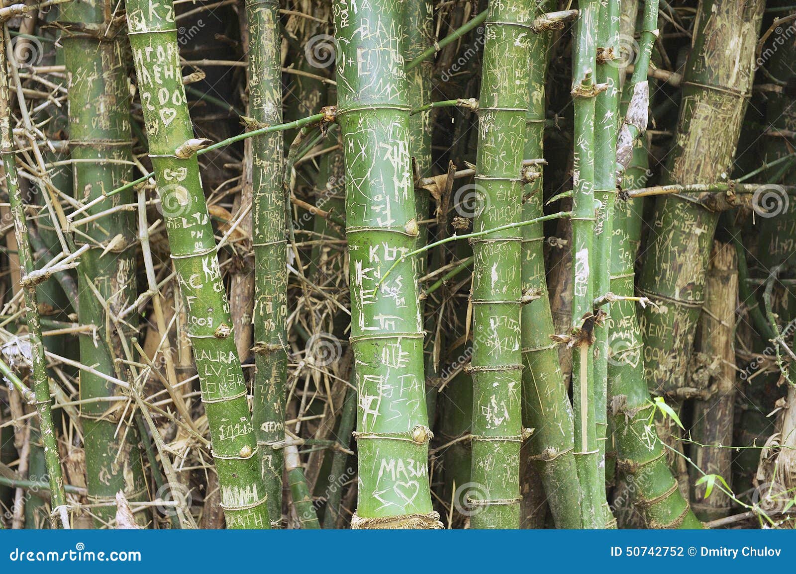 Clump Bamboo Trunks Names Bark Suphan Buri Thailand Stock Photos - Free ...